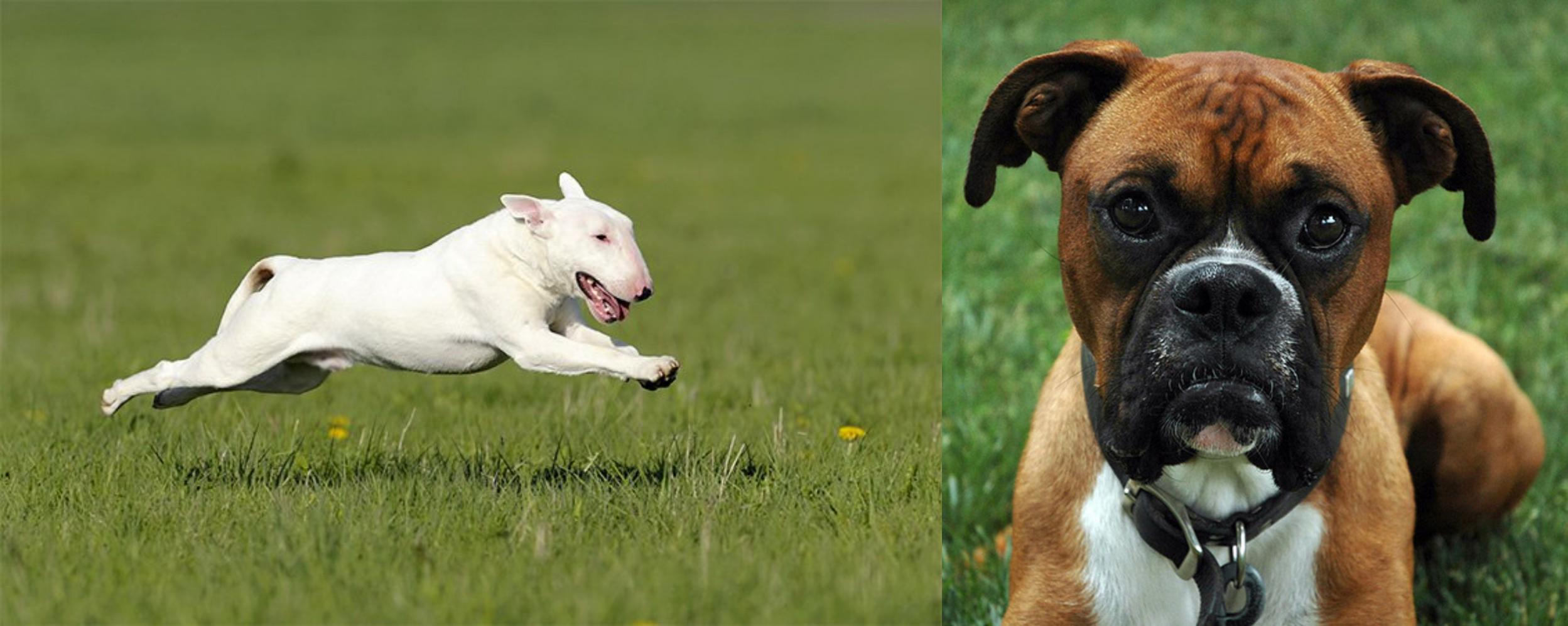 Bull Terrier vs Boxer - Breed Comparison | MyDogBreeds