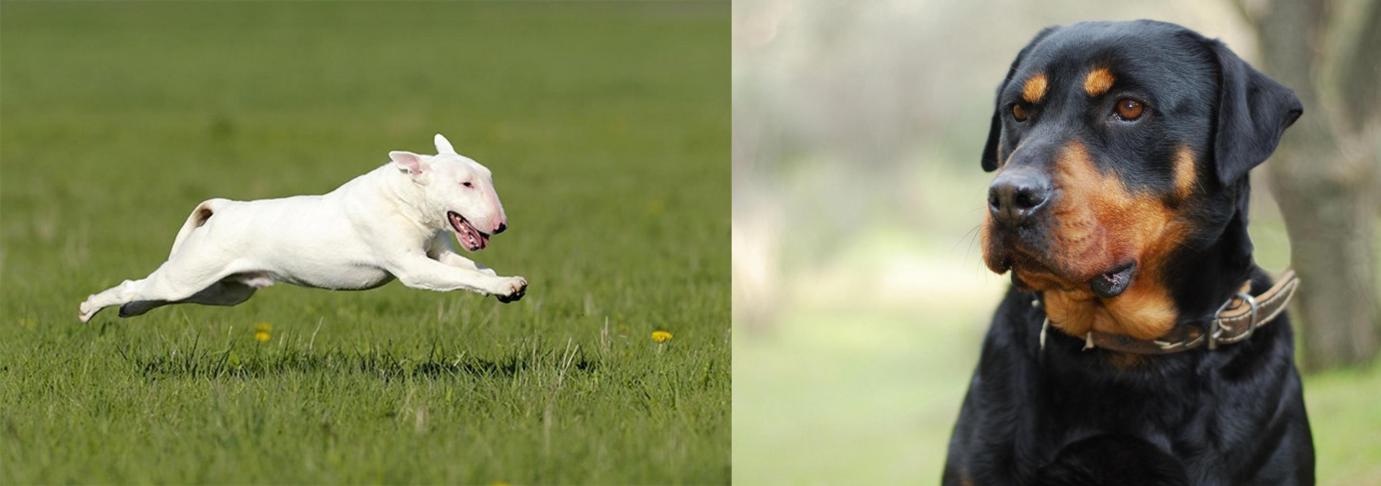 Bull Terrier vs Rottweiler - Breed Comparison | MyDogBreeds