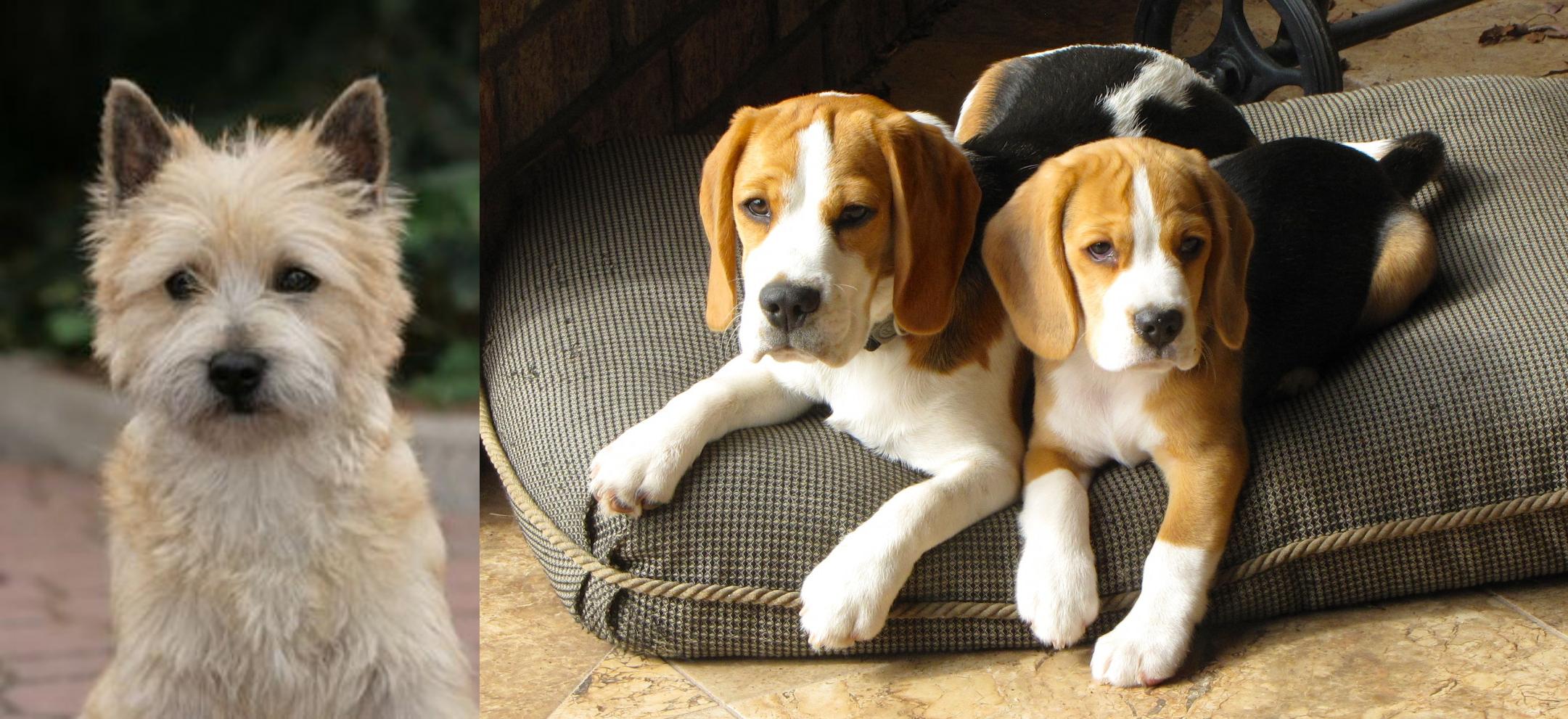 Cairn Terrier vs Beagle - Breed Comparison | MyDogBreeds