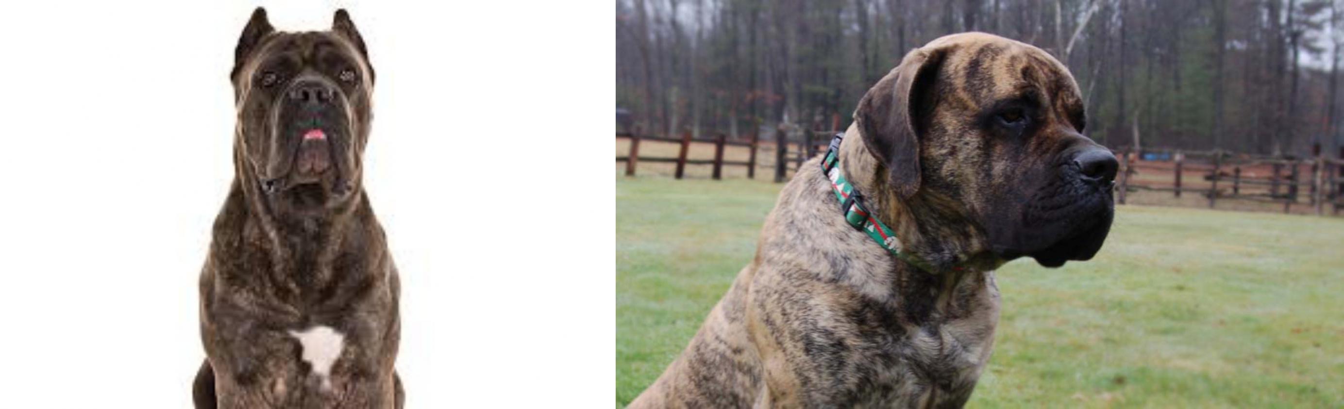Cane Corso vs American Mastiff - Breed Comparison