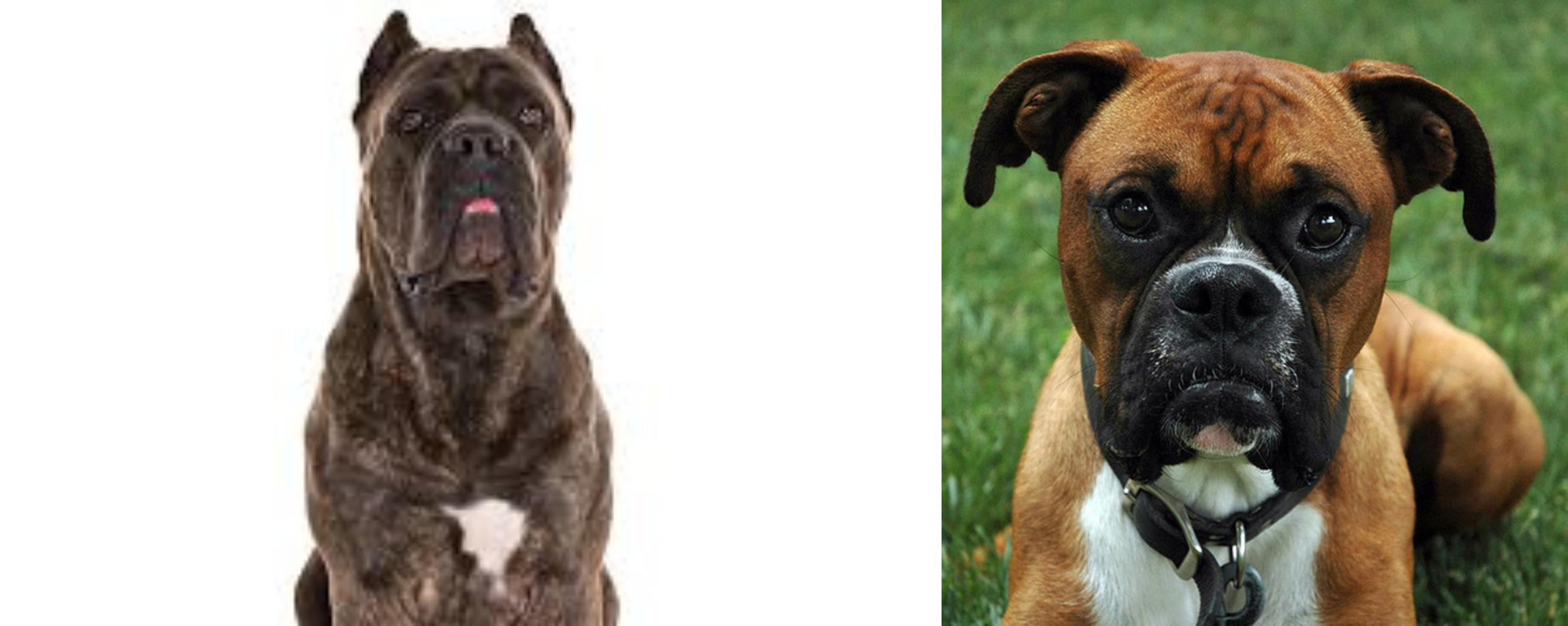 Cane Corso vs Boxer - Breed Comparison | MyDogBreeds