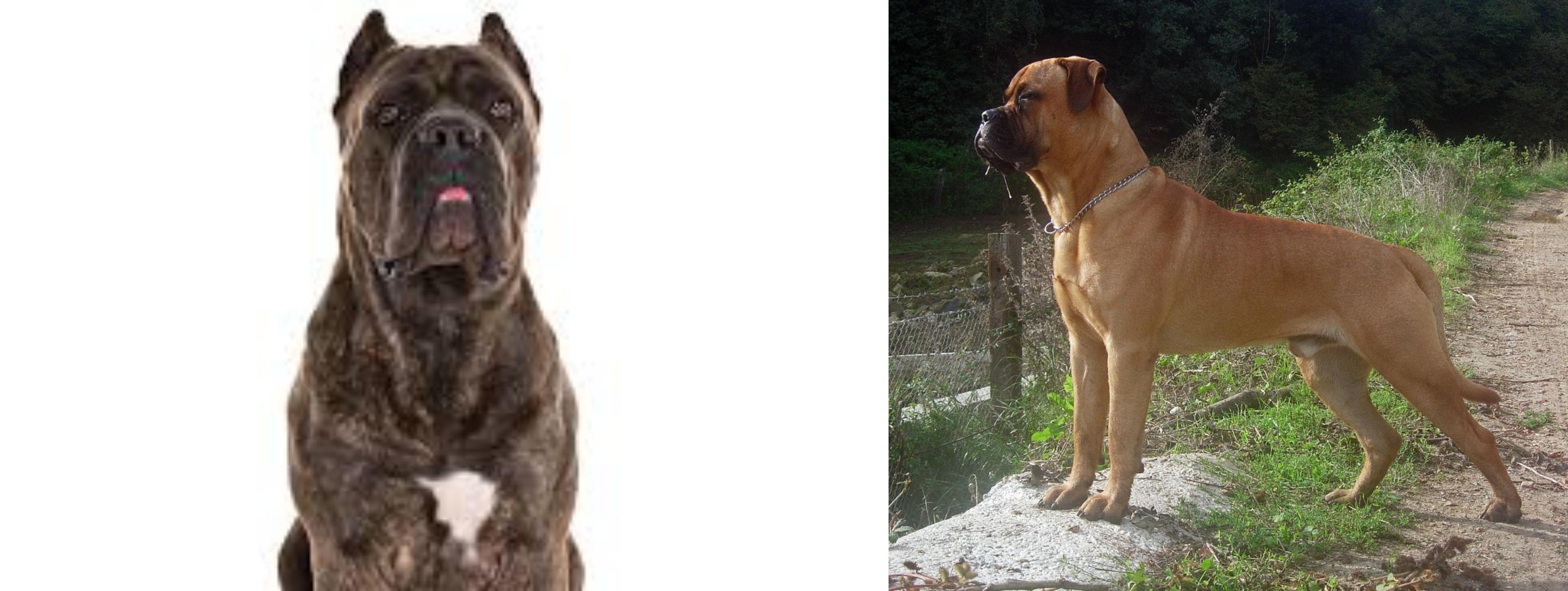 Cane Corso vs Bullmastiff - Breed Comparison | MyDogBreeds