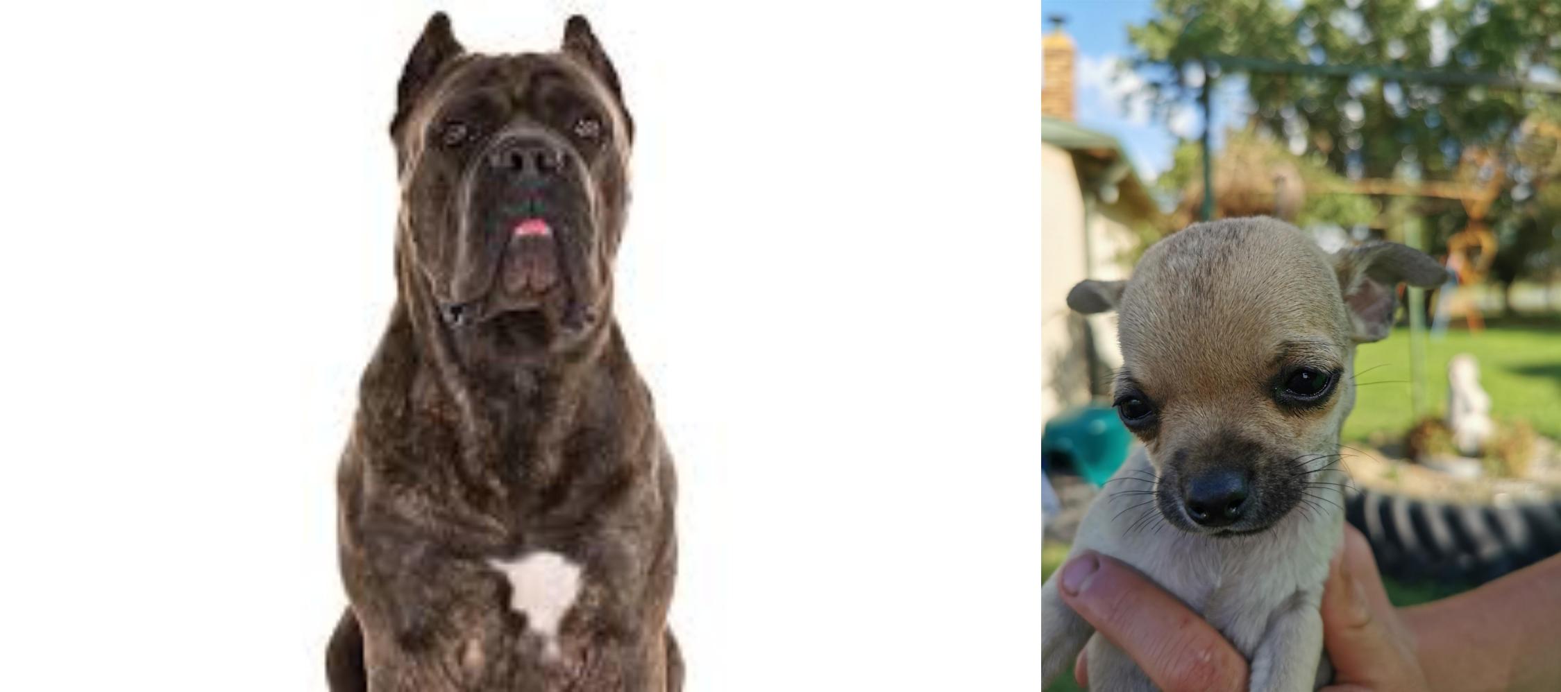 Chihuahua vs Cane Corso - Breed Comparison | Petzlover