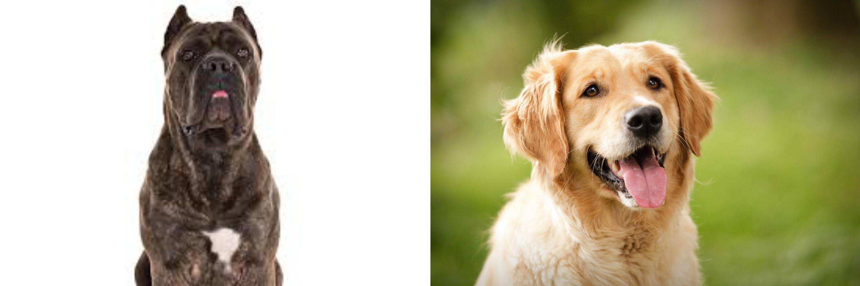 Cane Corso vs Golden Retriever - Breed Comparison