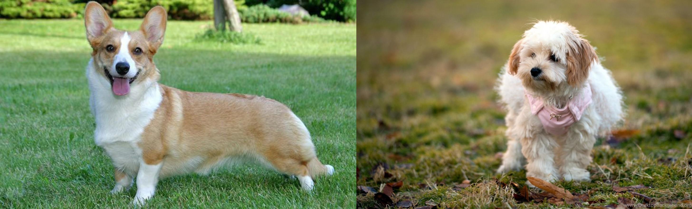Cardigan Welsh Corgi vs West Highland White Terrier - Breed Comparison