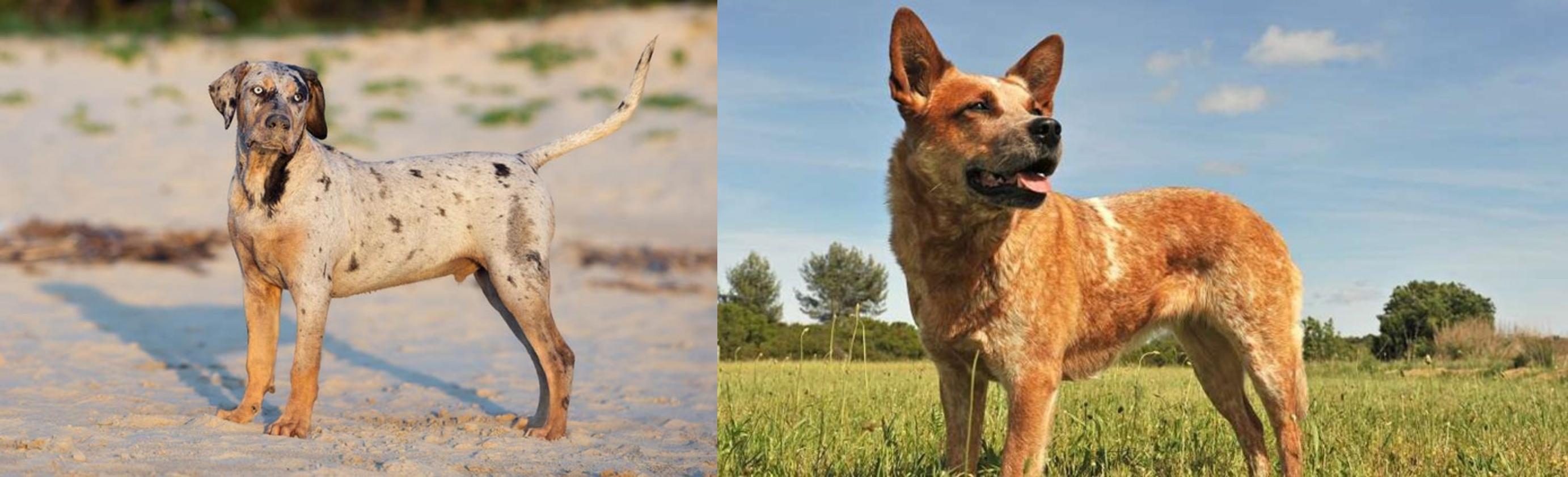 Catahoula Cur vs Australian Red Heeler - Breed Comparison