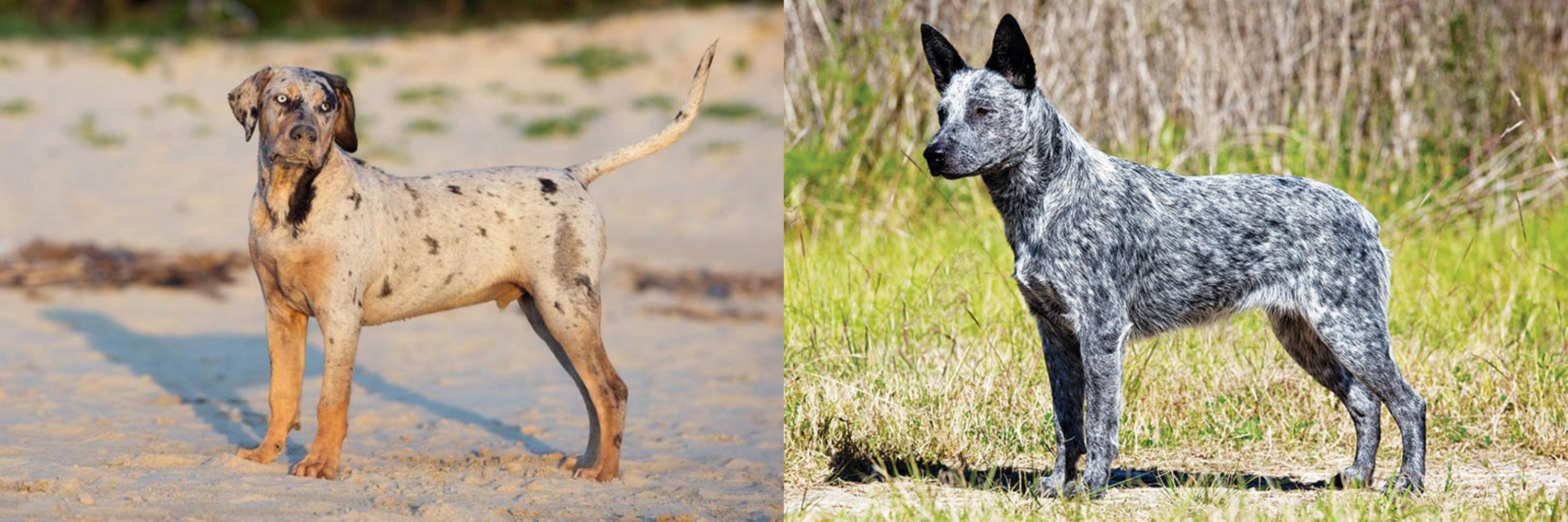 Catahoula Cur vs Australian Stumpy Tail Cattle Dog - Breed Comparison