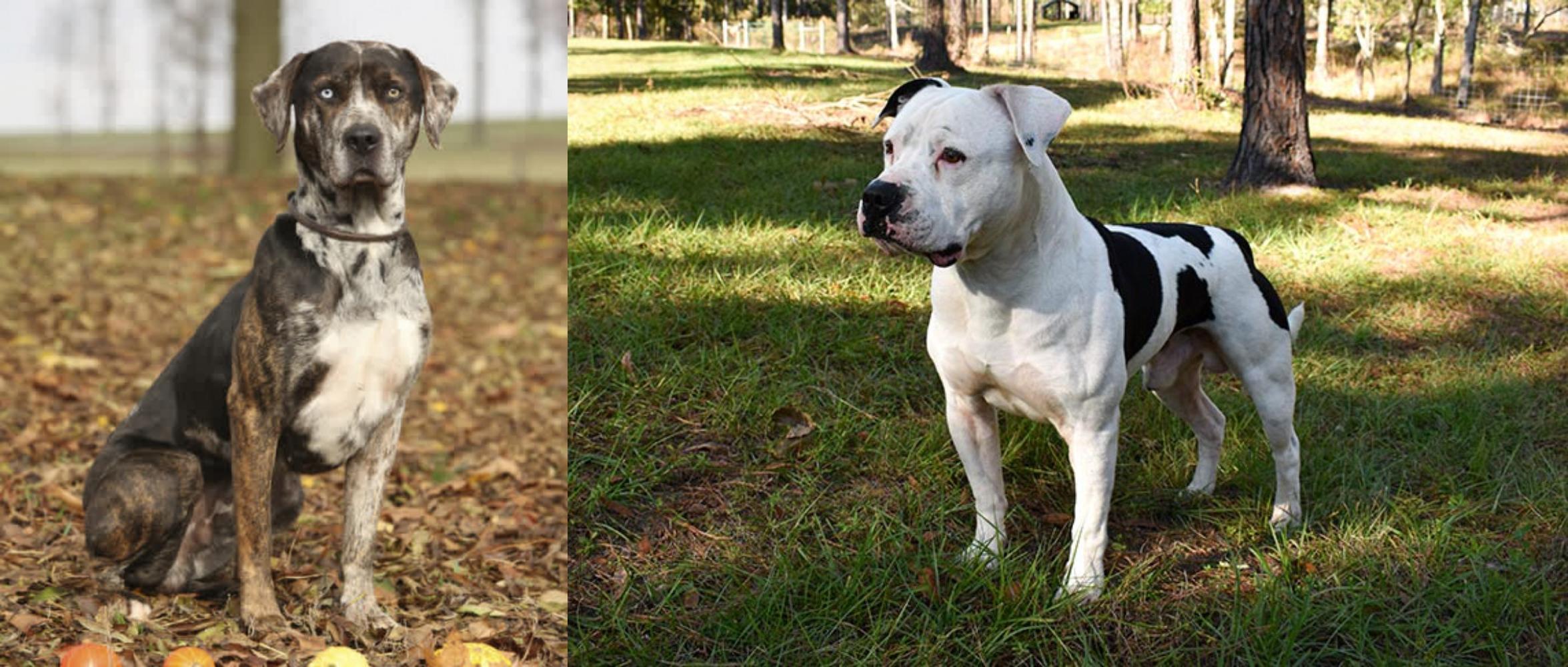 Catahoula Leopard vs American Bulldog - Breed Comparison