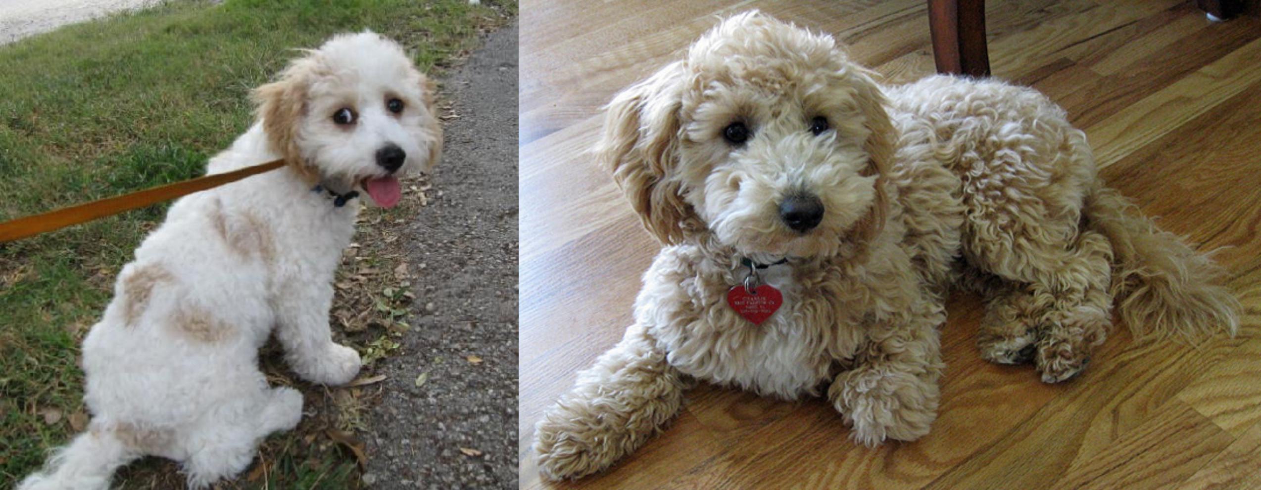 Cavachon vs Bichonpoo - Breed Comparison | MyDogBreeds