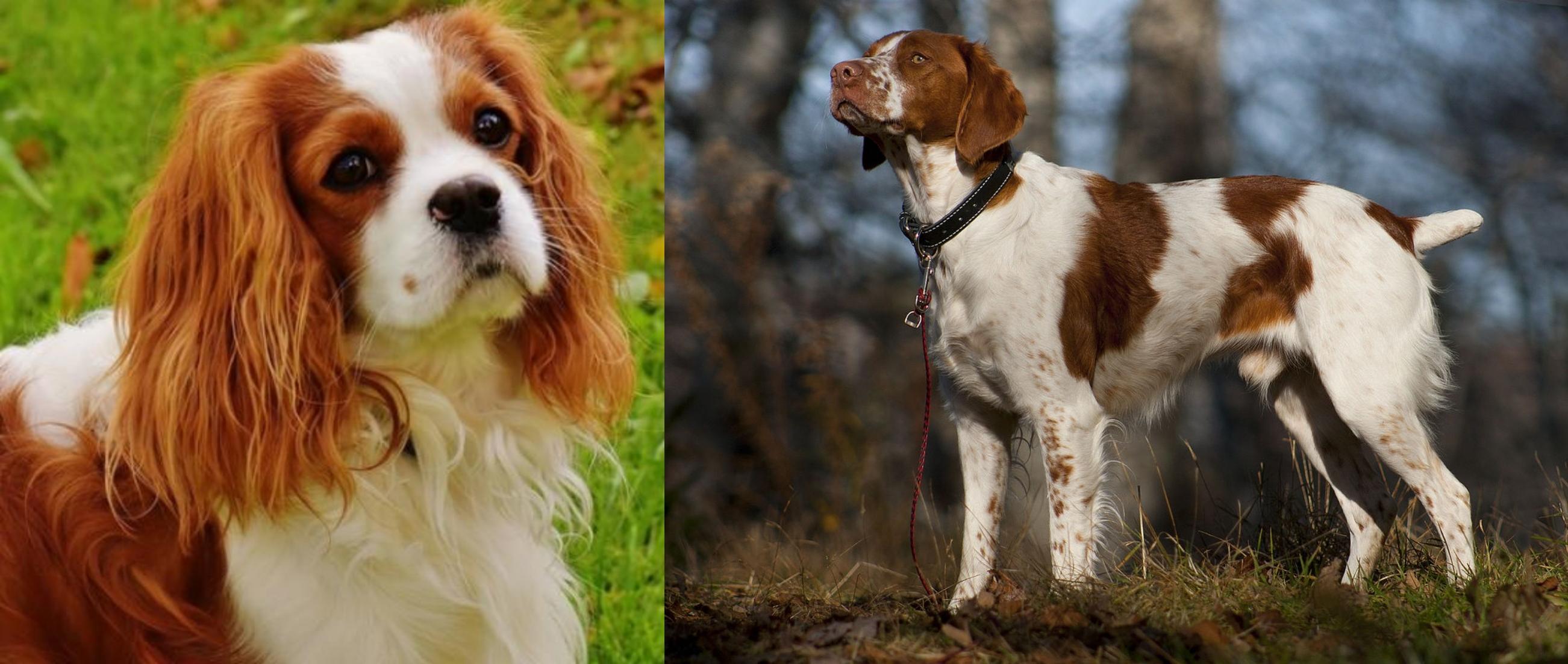 Cavalier King Charles Spaniel vs Brittany - Breed Comparison