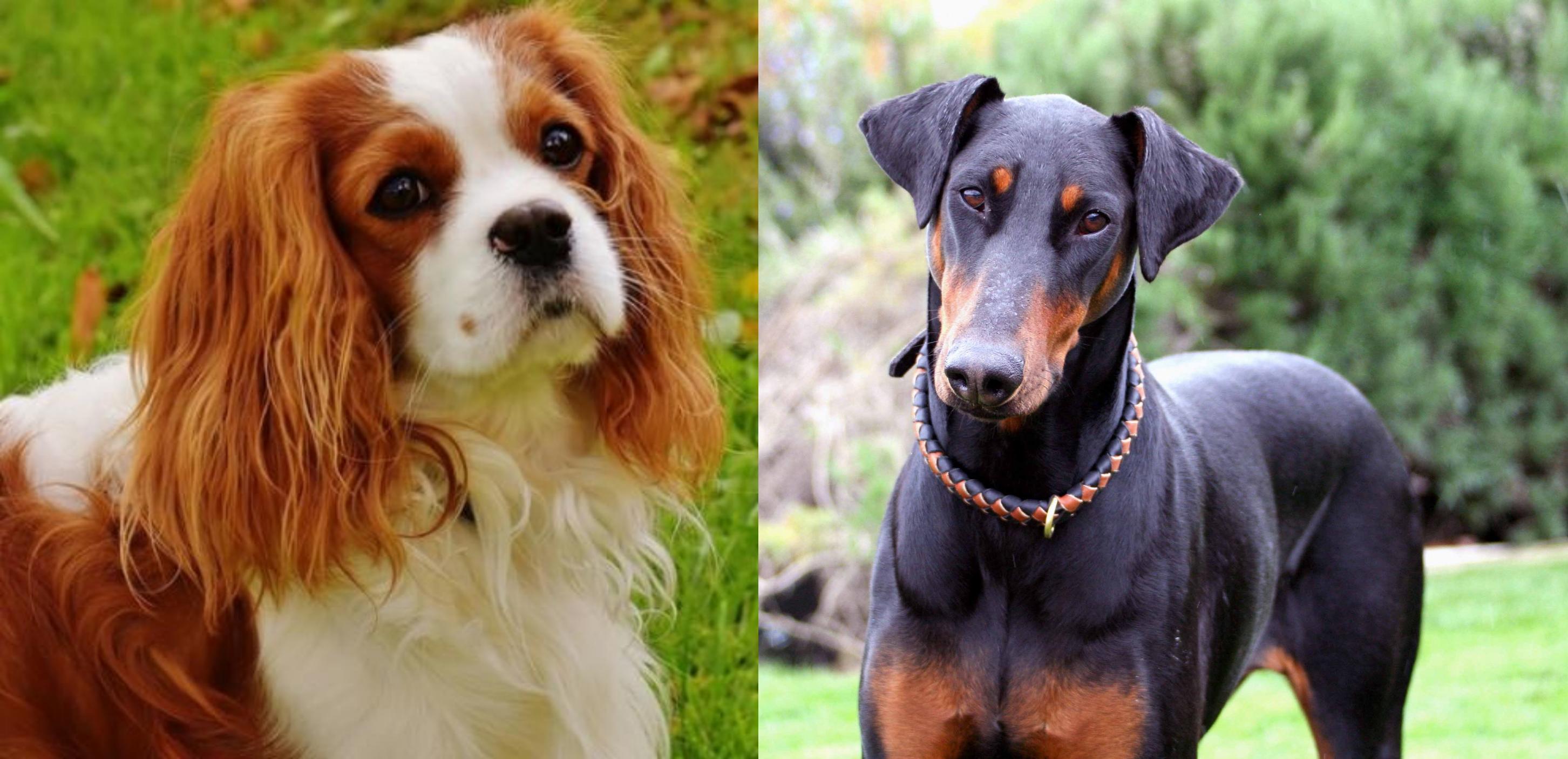 Cavalier King Charles Spaniel vs Doberman Pinscher - Breed Comparison