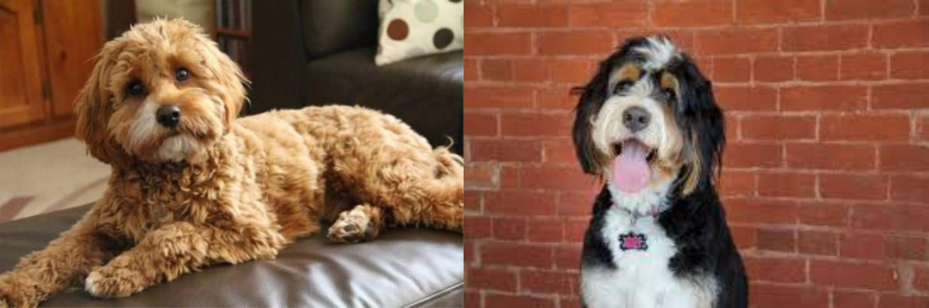 Cavapoo vs Bernedoodle - Breed Comparison | MyDogBreeds