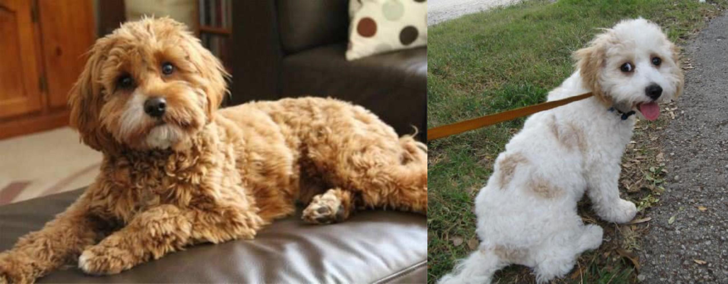 Cavapoo vs Cavachon - Breed Comparison | MyDogBreeds