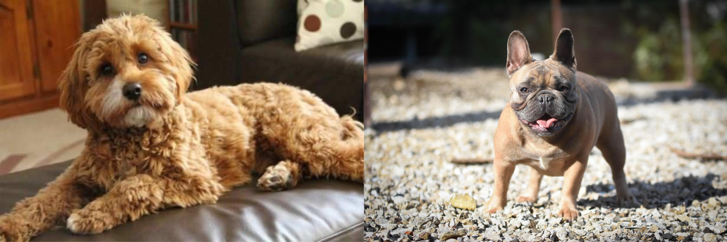 Cavapoo vs French Bulldog - Breed Comparison | MyDogBreeds