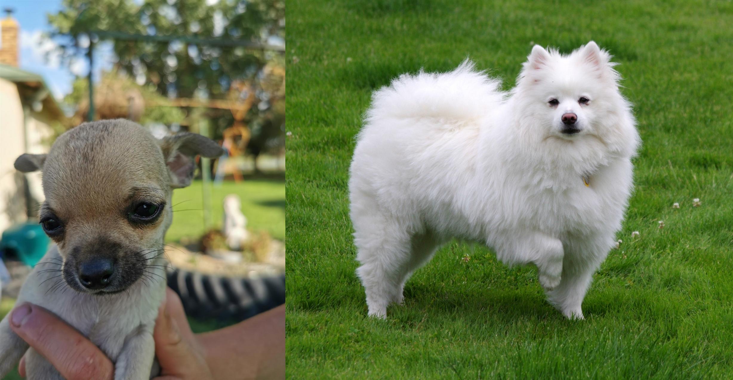 Chihuahua vs American Eskimo Dog - Breed Comparison
