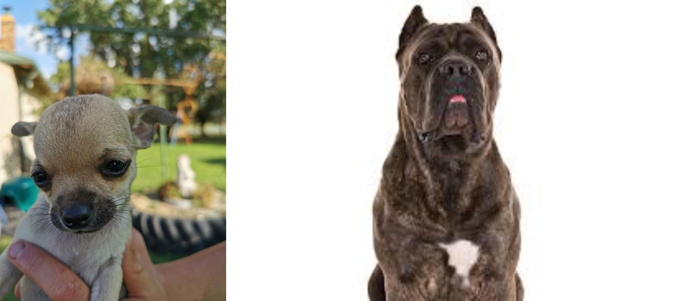 Chihuahua vs Cane Corso - Breed Comparison | MyDogBreeds