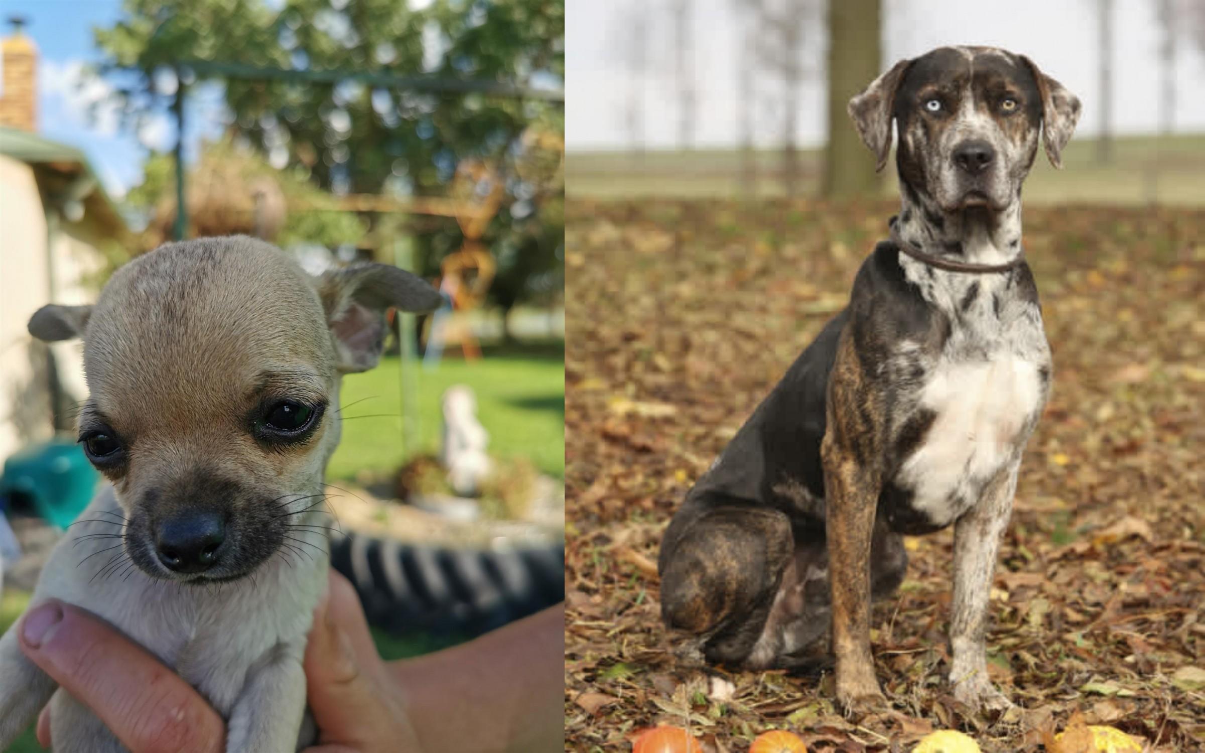 Chihuahua vs Catahoula Leopard - Breed Comparison