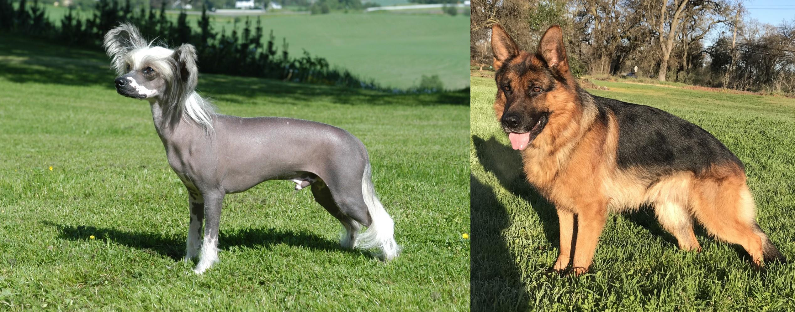 Chinese Crested Dog vs German Shepherd - Breed Comparison