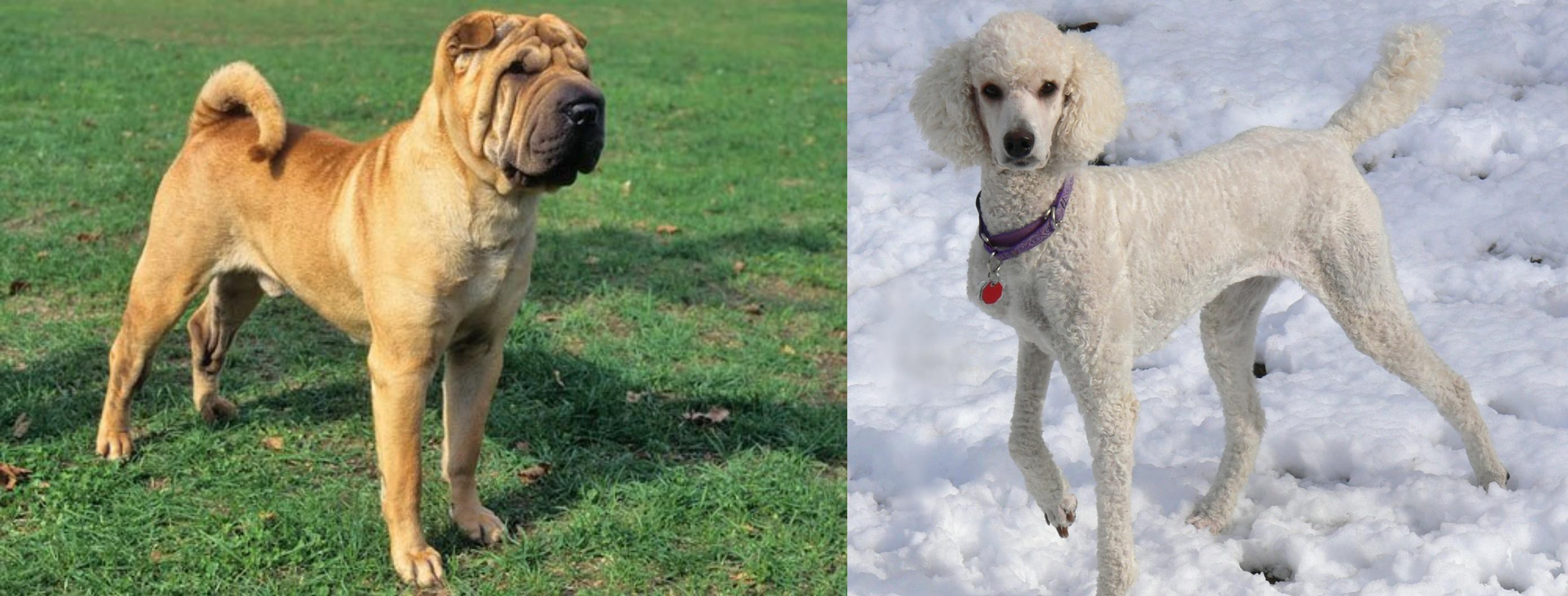 Chinese Shar Pei vs Poodle - Breed Comparison | MyDogBreeds
