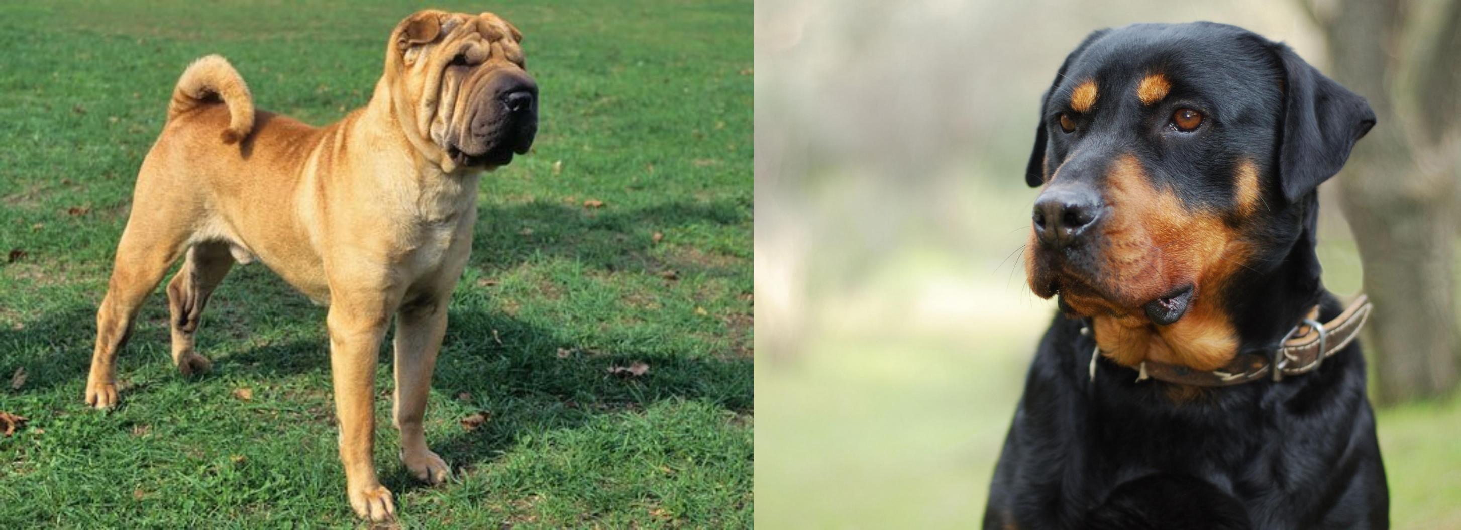 Chinese Shar Pei vs Rottweiler - Breed Comparison