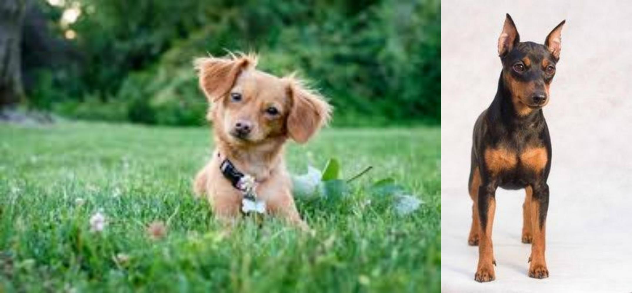 Miniature Pinscher vs Chiweenie - Breed Comparison