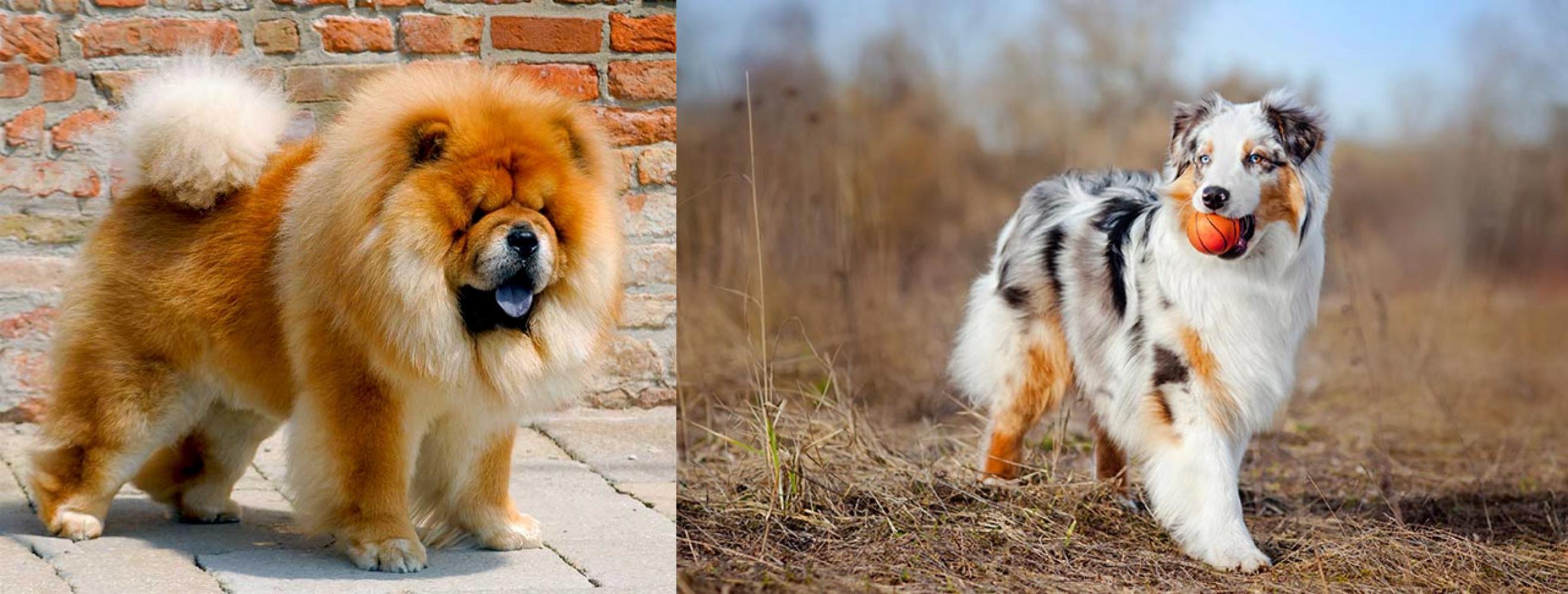 Chow Chow vs Australian Shepherd - Breed Comparison
