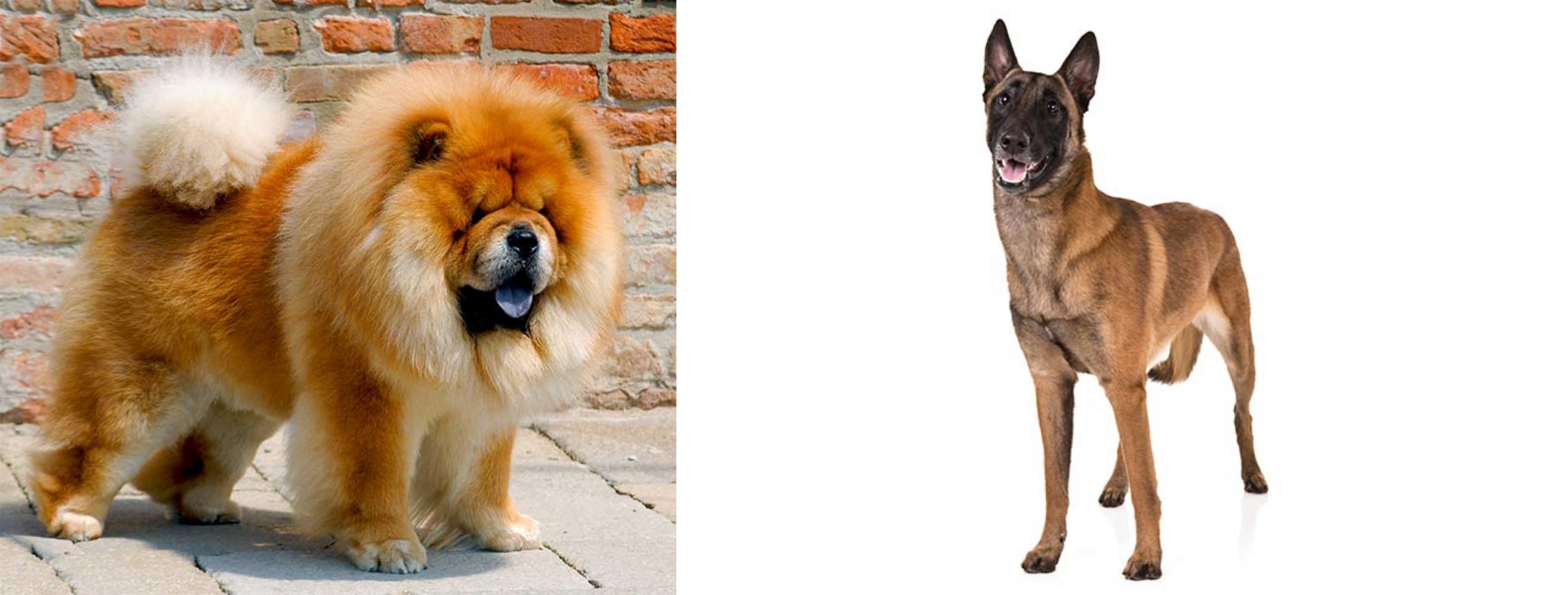 Chow Chow vs Belgian Shepherd Dog (Malinois) - Breed Comparison