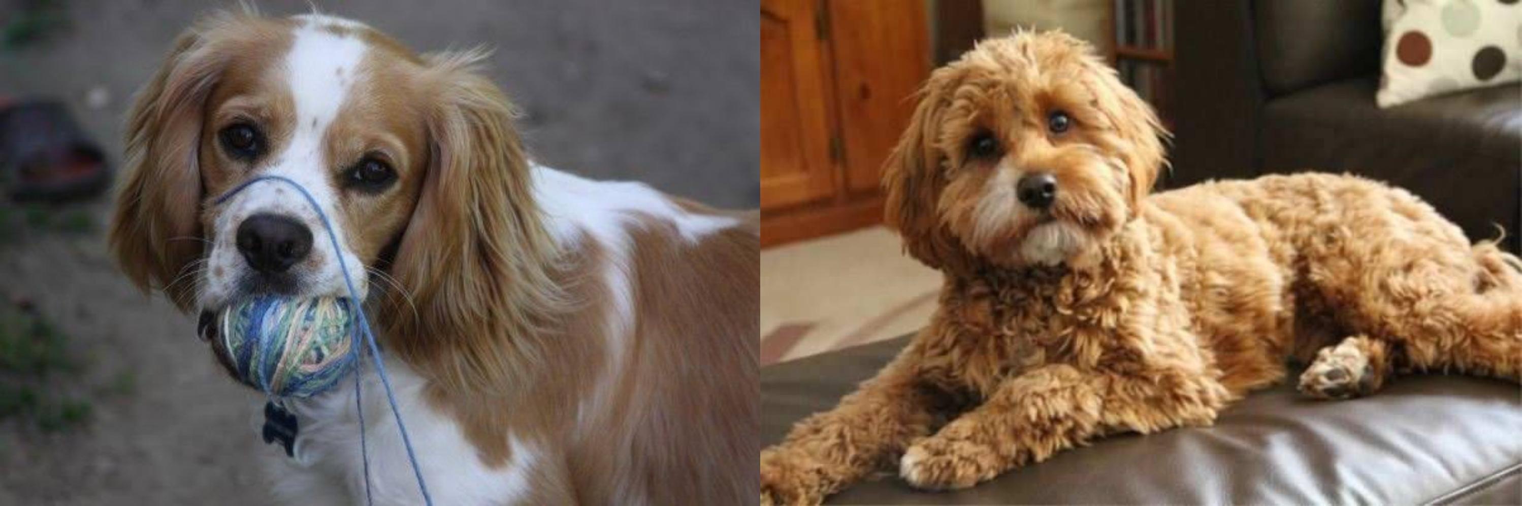 Cockalier vs Cavapoo - Breed Comparison | MyDogBreeds