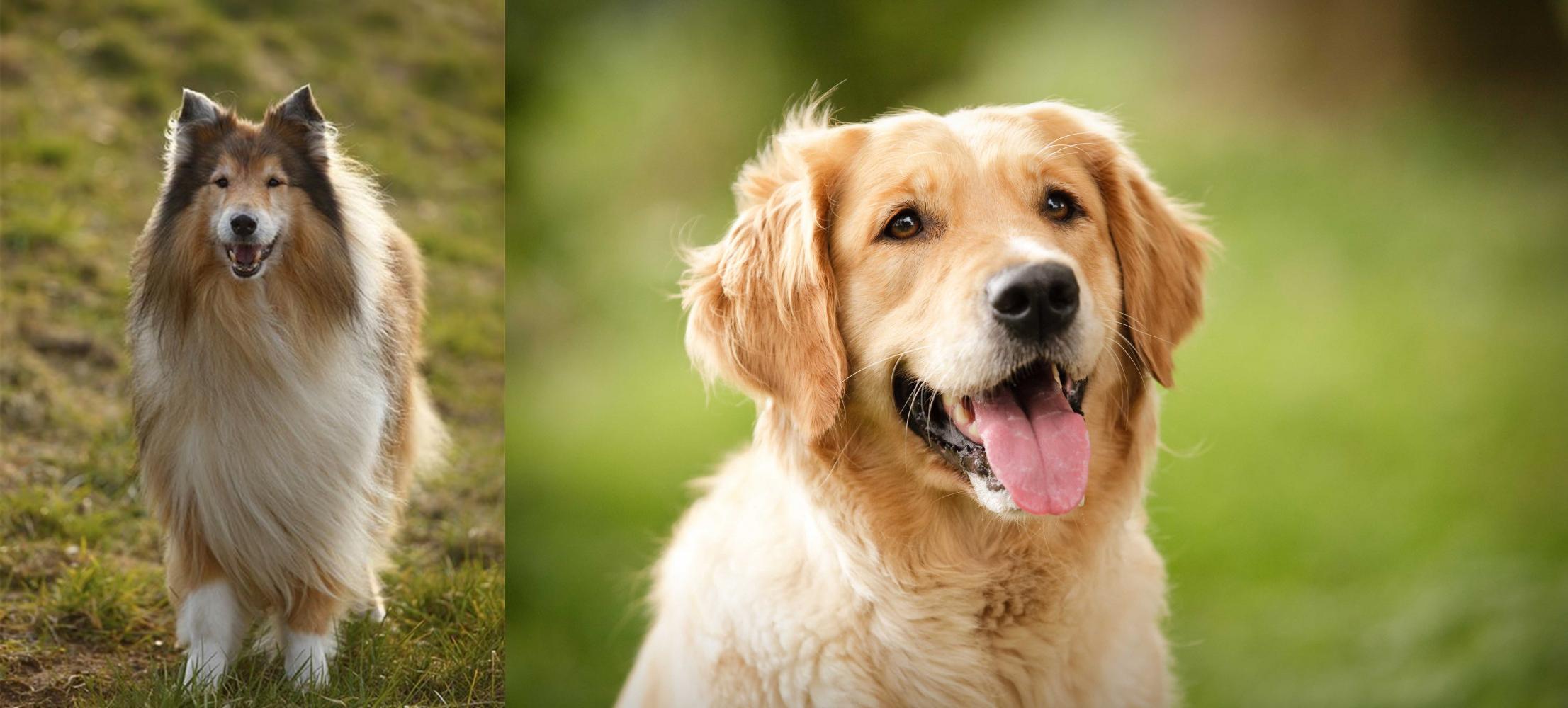 Collie vs Golden Retriever - Breed Comparison | MyDogBreeds