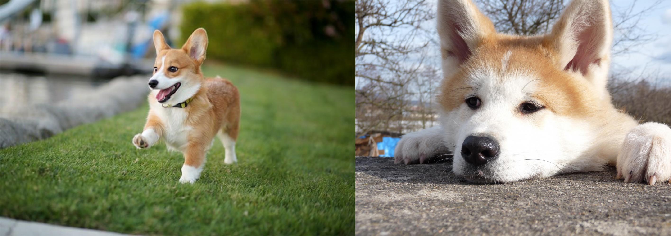Corgi vs Akita - Breed Comparison | MyDogBreeds