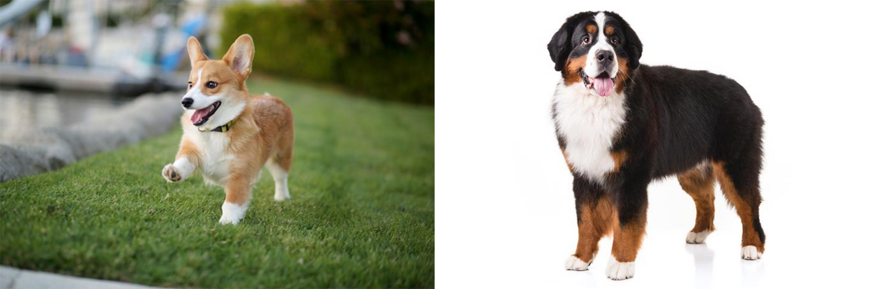 Corgi vs Bernese Mountain Dog - Breed Comparison | MyDogBreeds