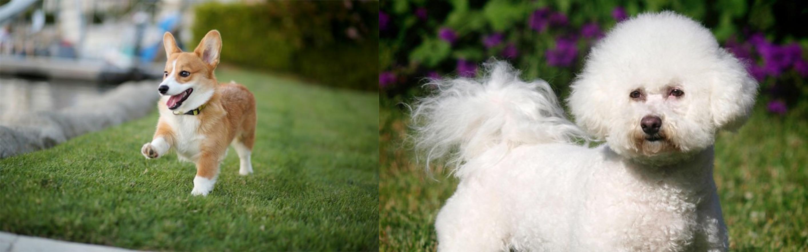 Corgi vs Bichon Frise - Breed Comparison | MyDogBreeds