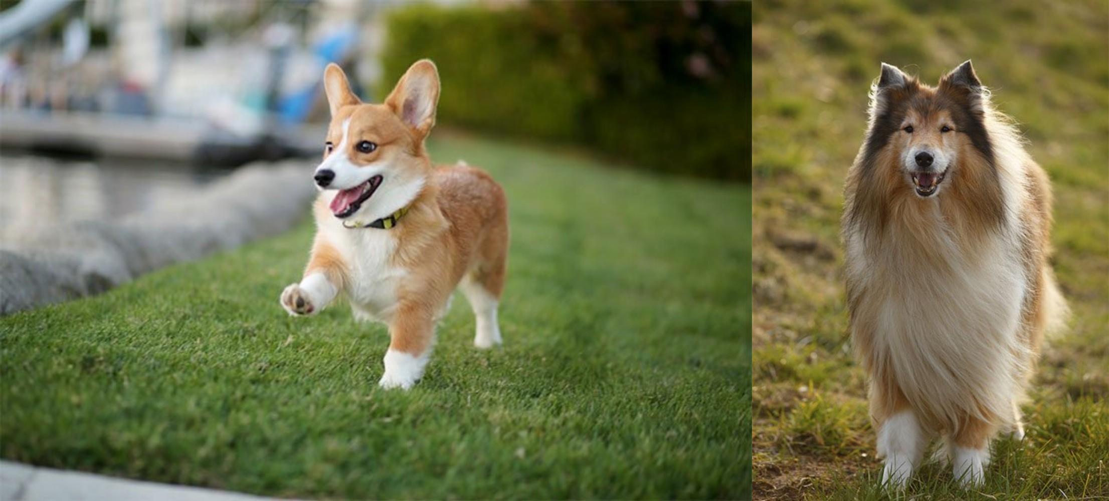 Corgi vs Collie - Breed Comparison | MyDogBreeds