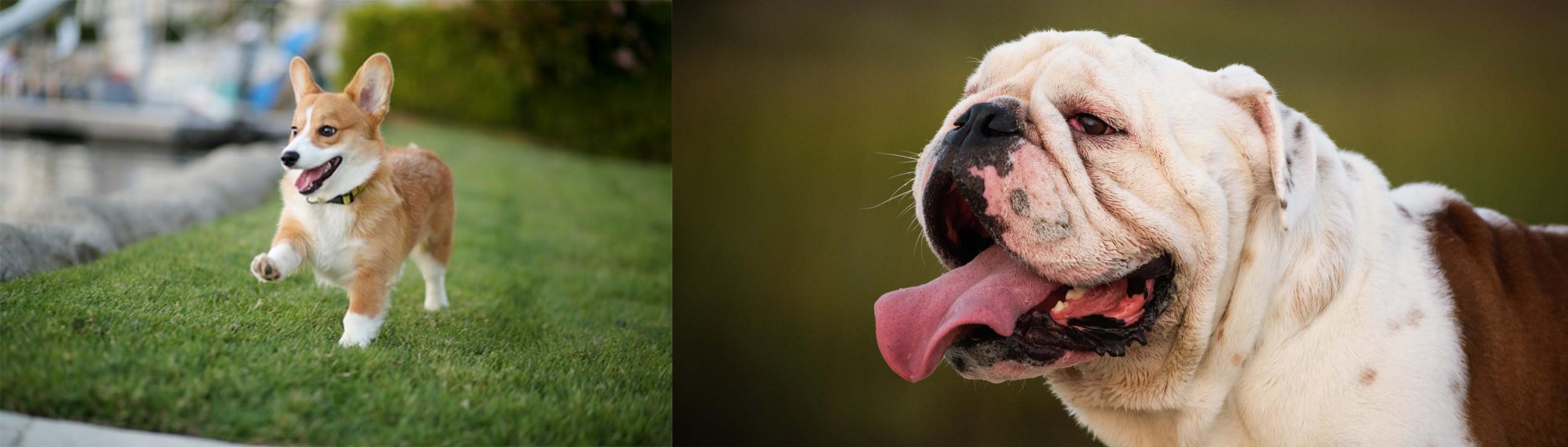 Corgi vs English Bulldog - Breed Comparison | MyDogBreeds