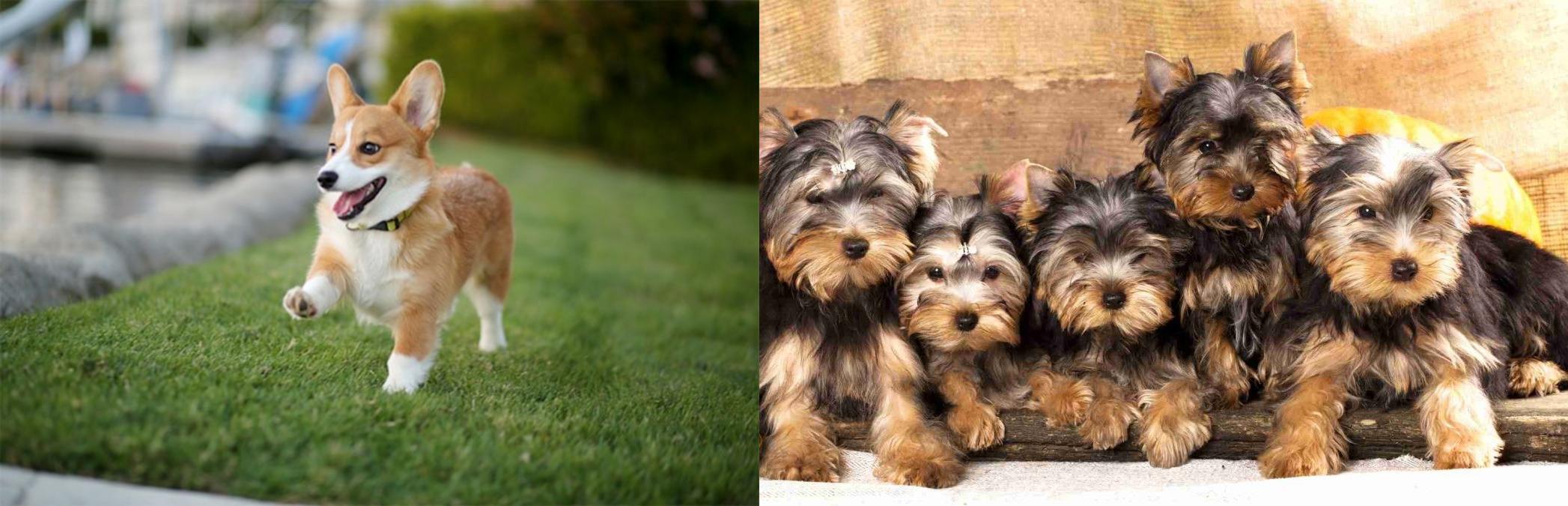 Corgi vs Yorkshire Terrier - Breed Comparison | MyDogBreeds