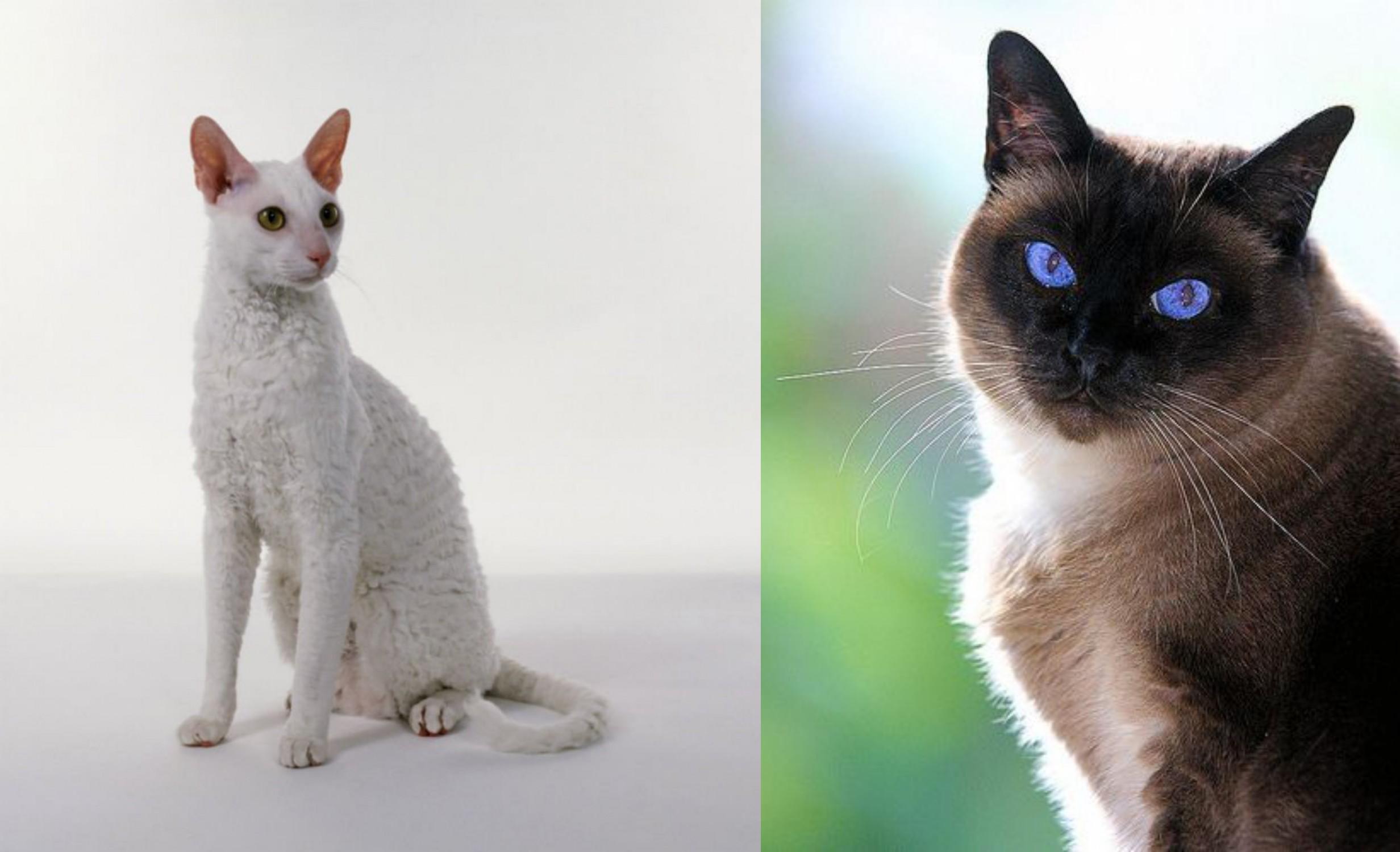 Cornish Rex vs Applehead Siamese - Breed Comparison