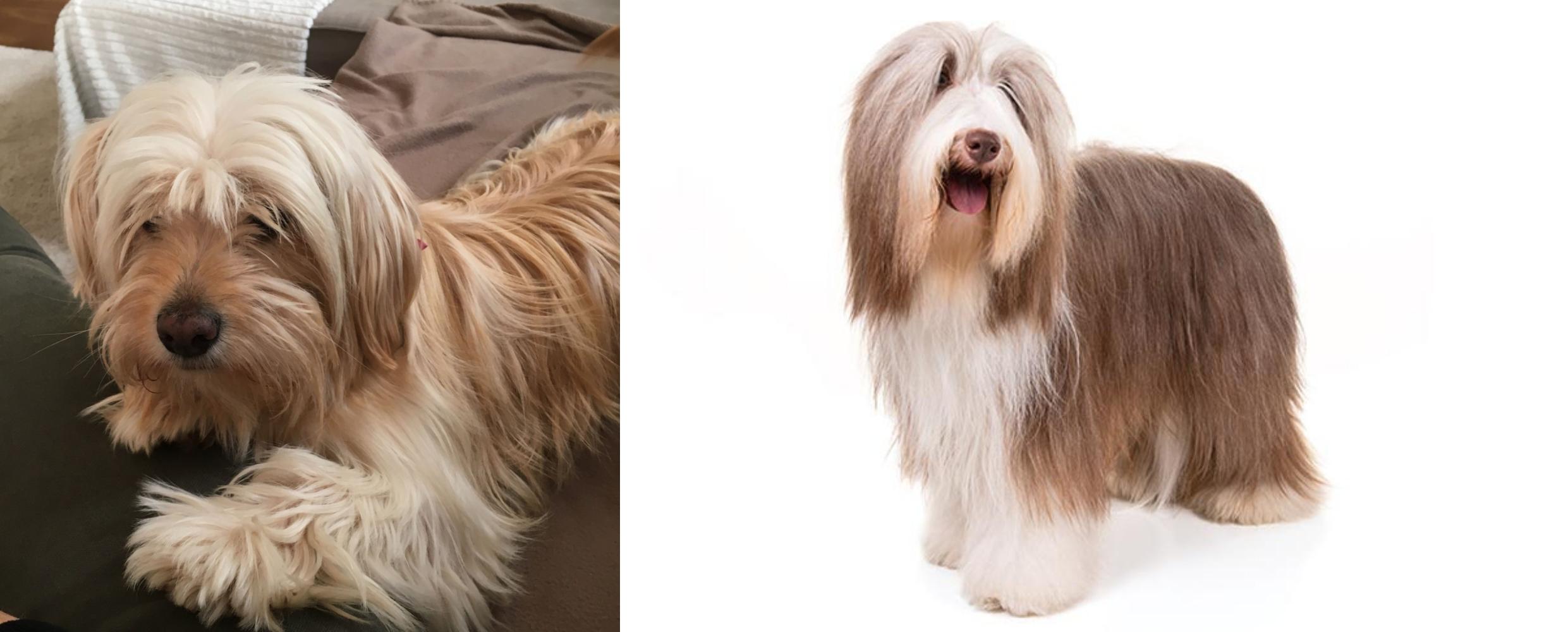 Cyprus Poodle vs Bearded Collie - Breed Comparison