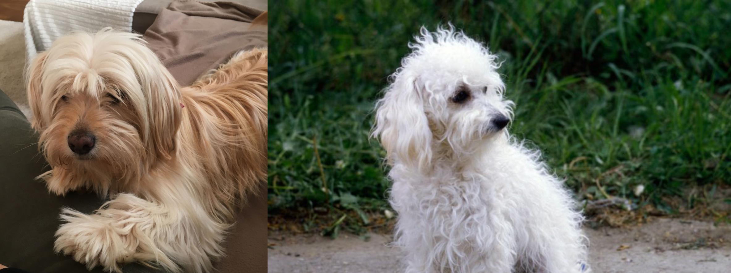 Cyprus Poodle vs Bolognese - Breed Comparison | MyDogBreeds