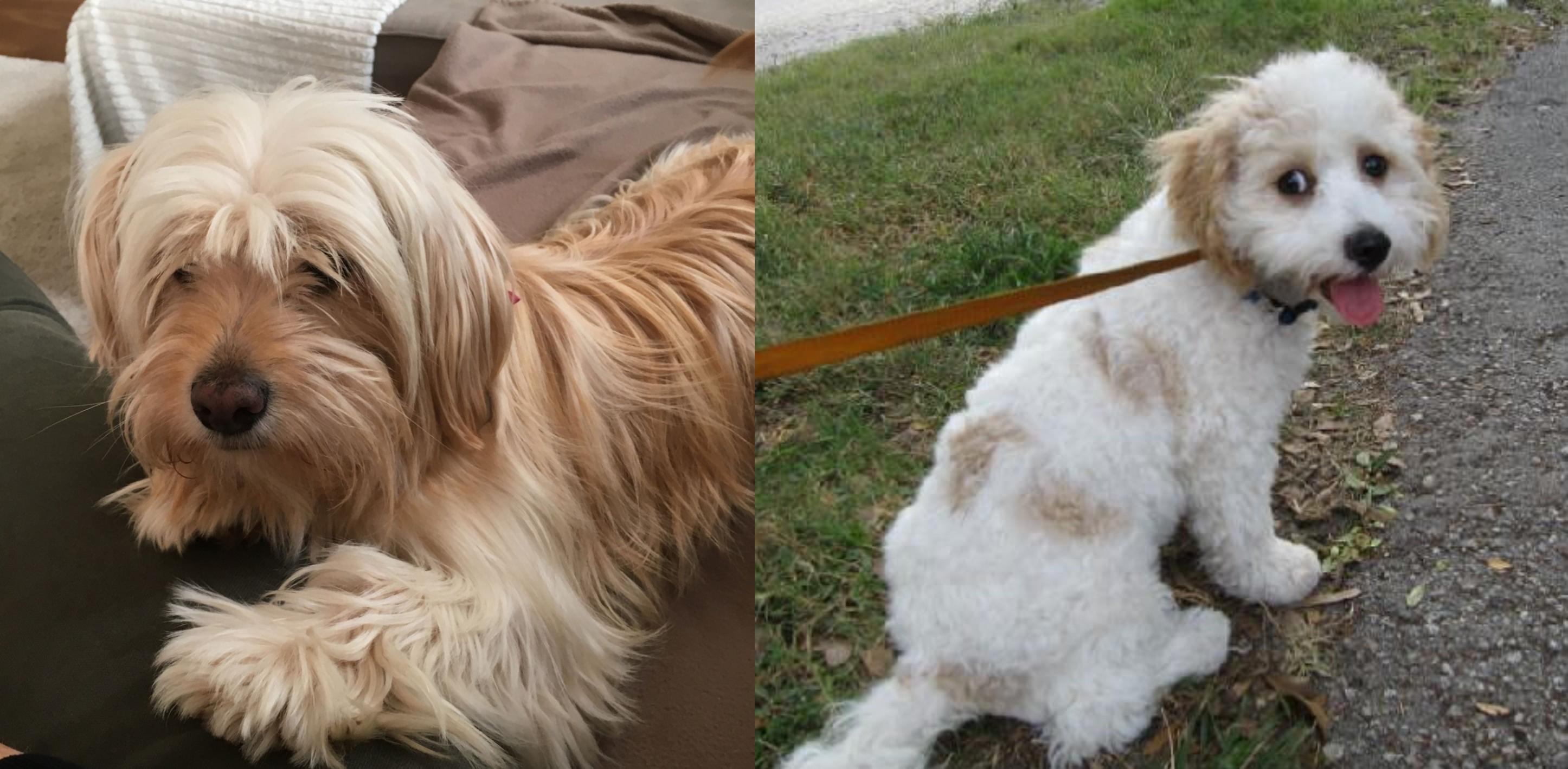 Cyprus Poodle vs Cavachon - Breed Comparison | MyDogBreeds