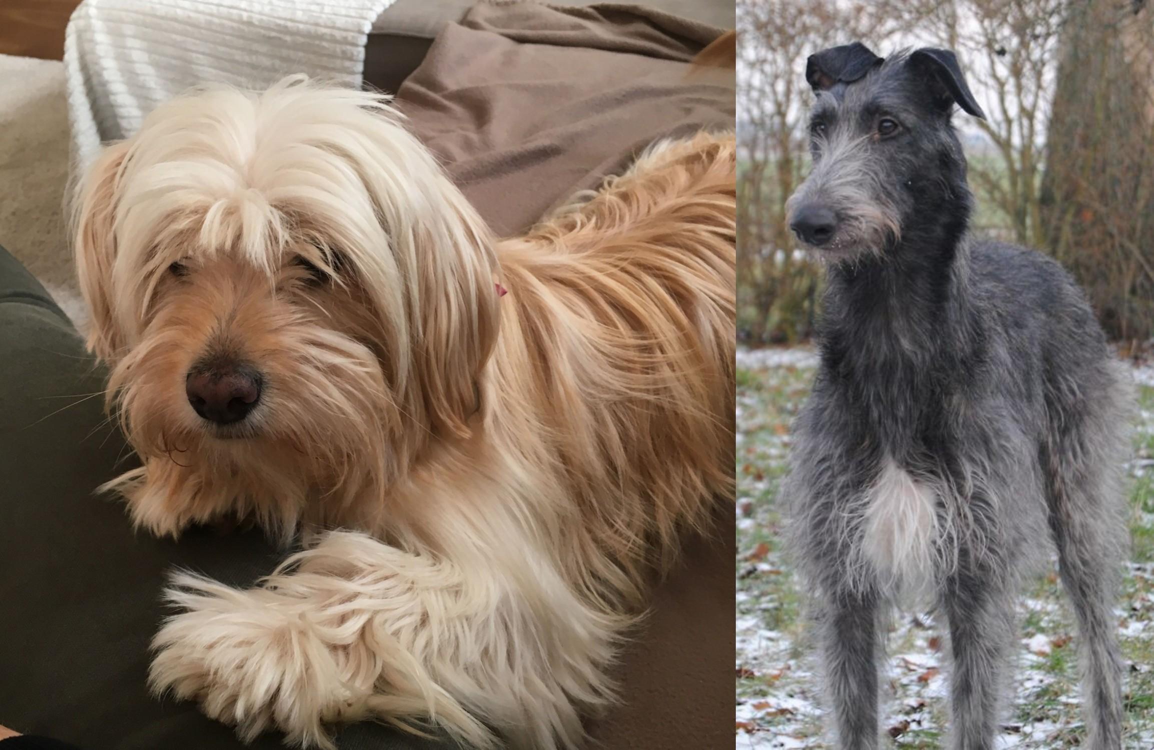 Scottish Deerhound vs Cyprus Poodle - Breed Comparison
