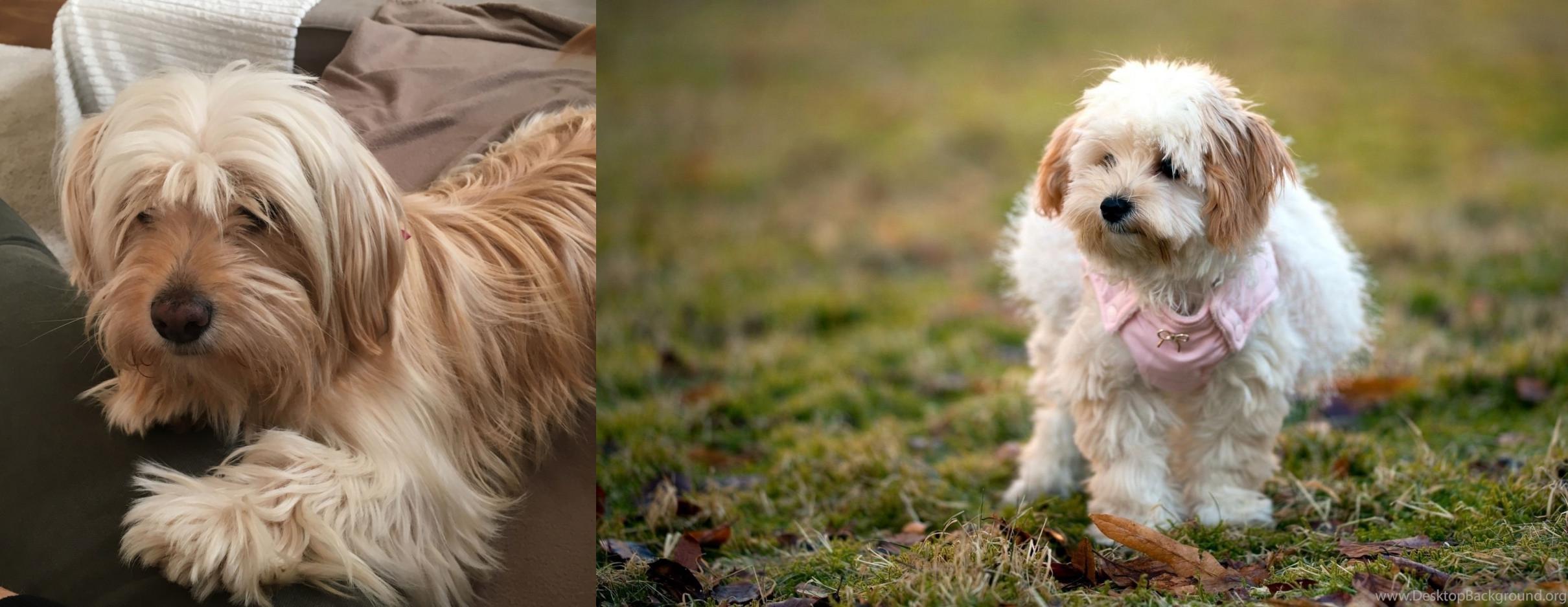 Cyprus Poodle vs West Highland White Terrier - Breed Comparison