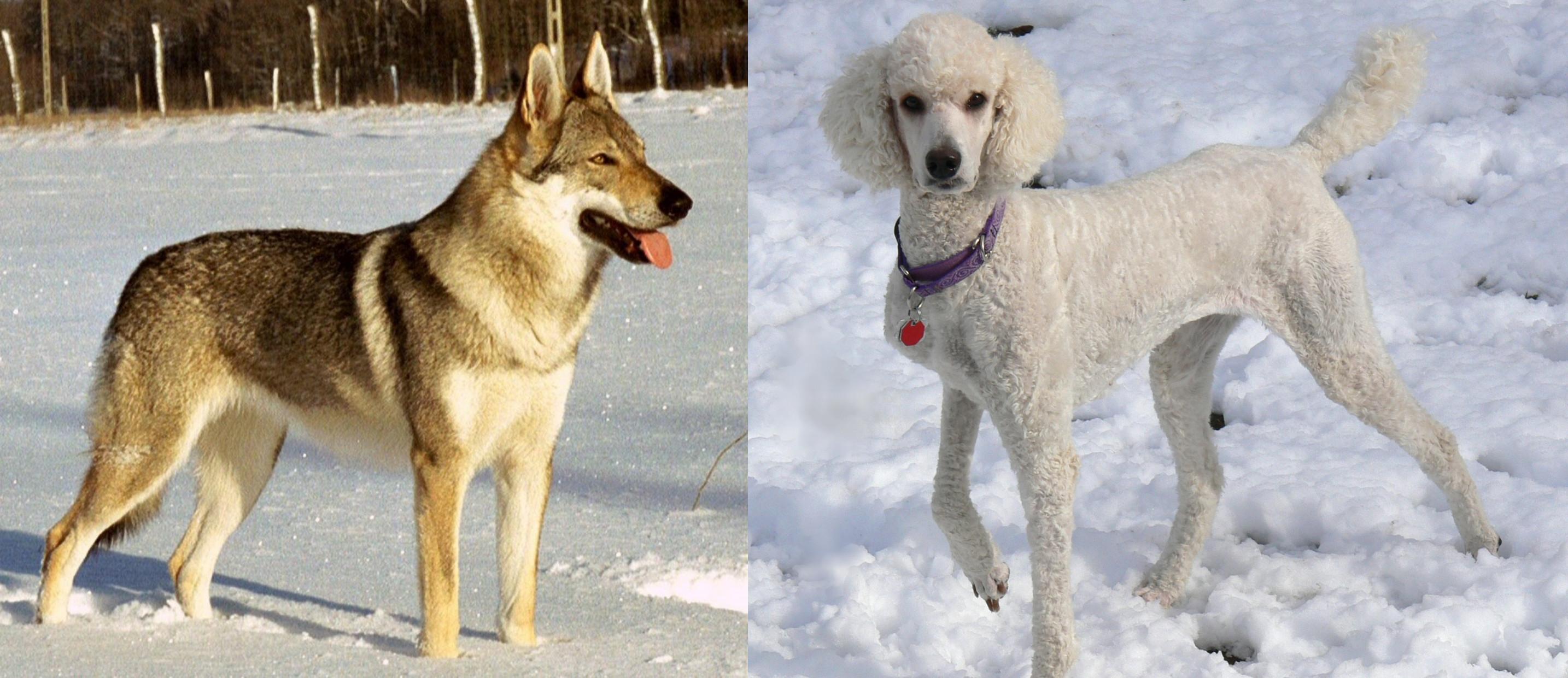 Czechoslovakian Wolfdog vs Poodle - Breed Comparison