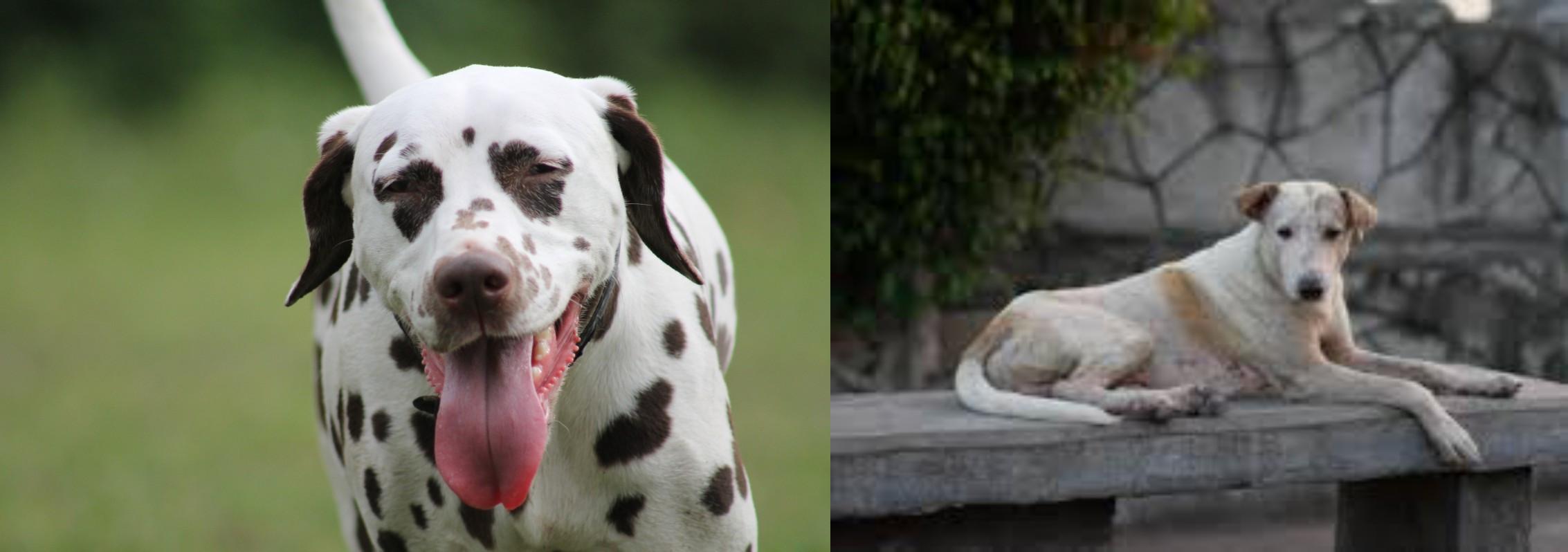 Dalmatian vs Askal - Breed Comparison | MyDogBreeds