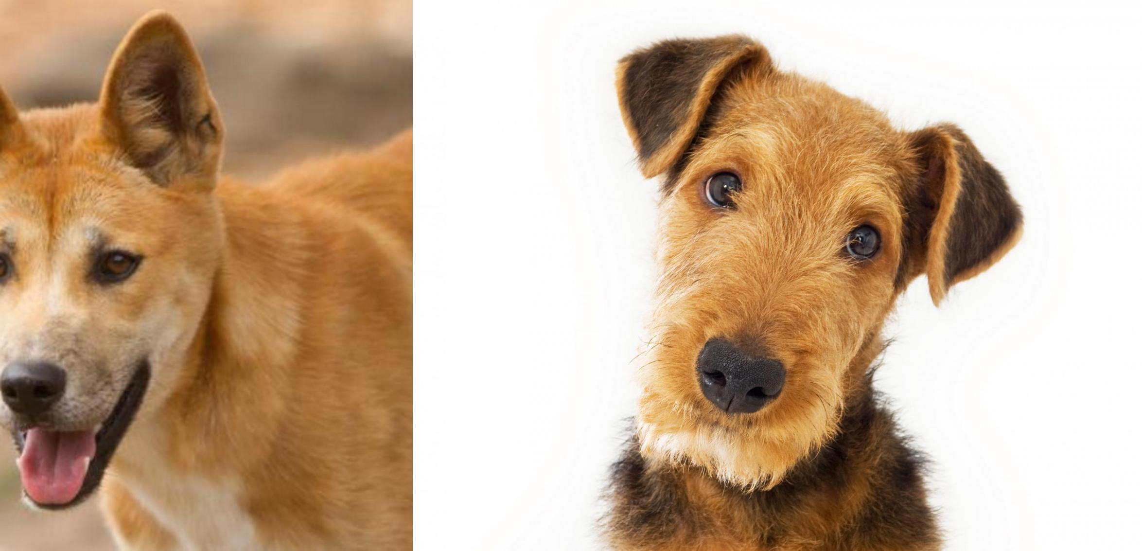 Dingo vs Airedale Terrier - Breed Comparison | MyDogBreeds