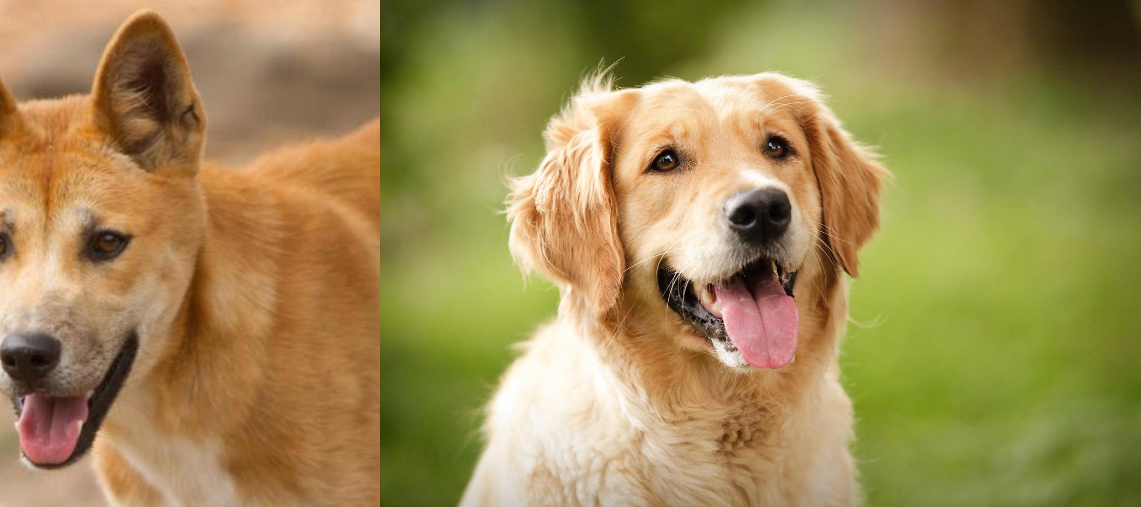 Dingo vs Golden Retriever - Breed Comparison | MyDogBreeds