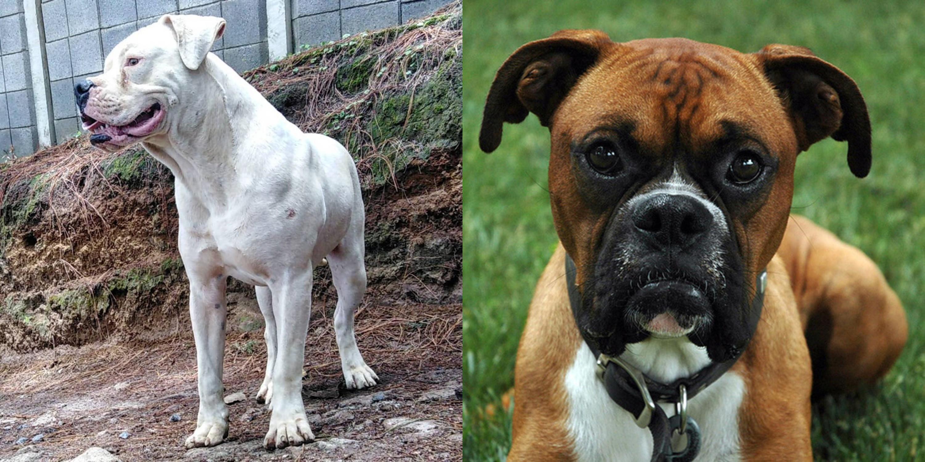 Dogo Guatemalteco vs Boxer - Breed Comparison | MyDogBreeds