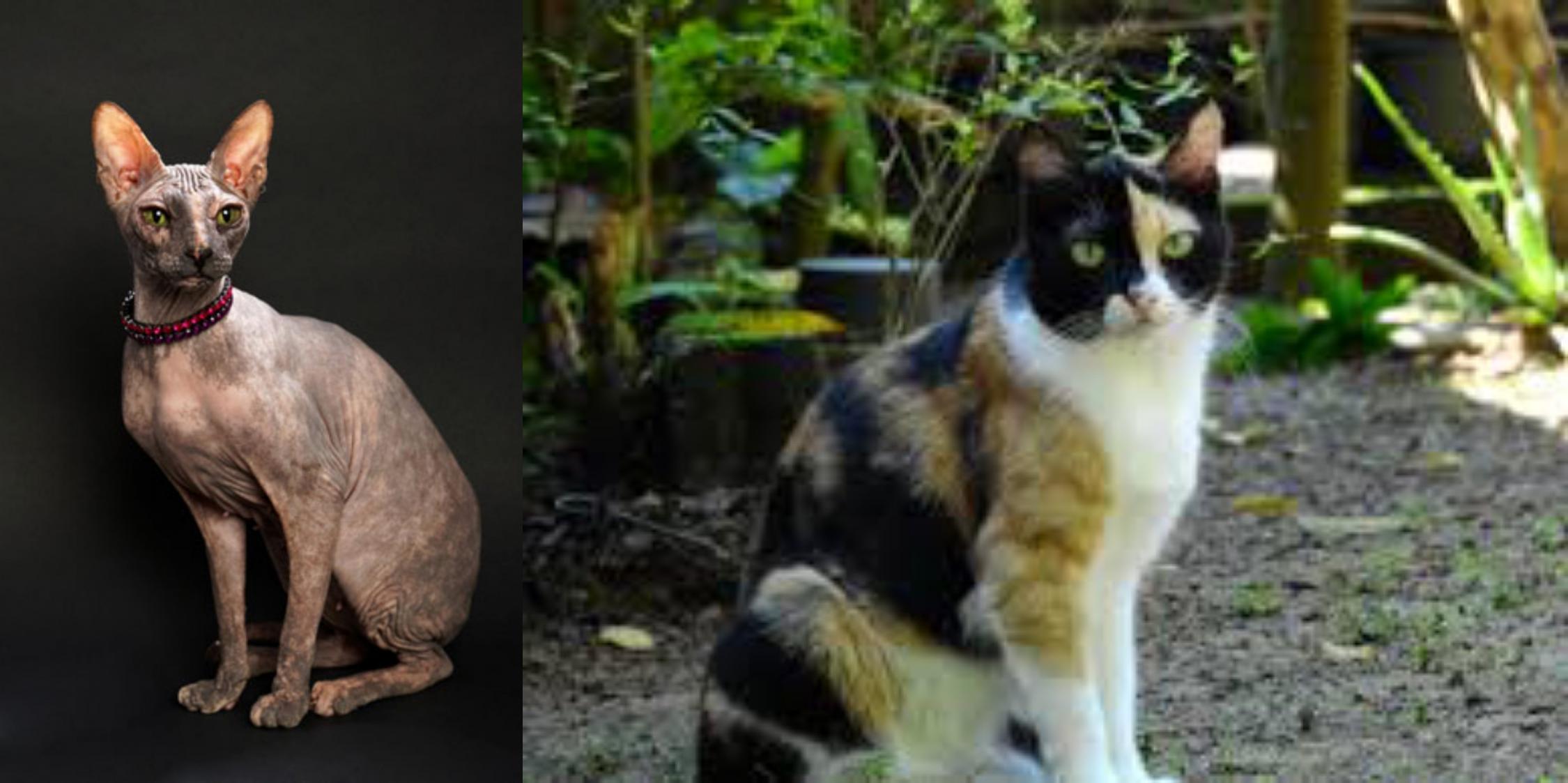 Don Sphynx vs Calico - Breed Comparison | MyCatBreeds