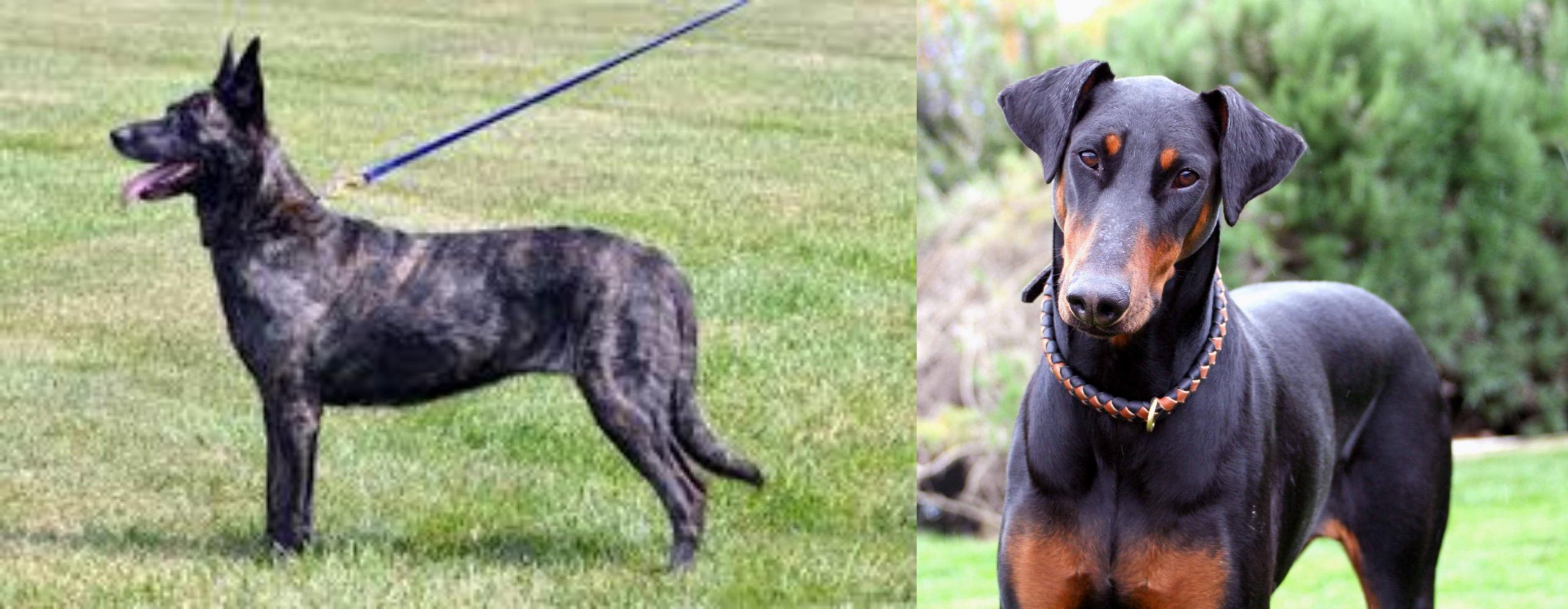 Dutch Shepherd vs Doberman Pinscher - Breed Comparison