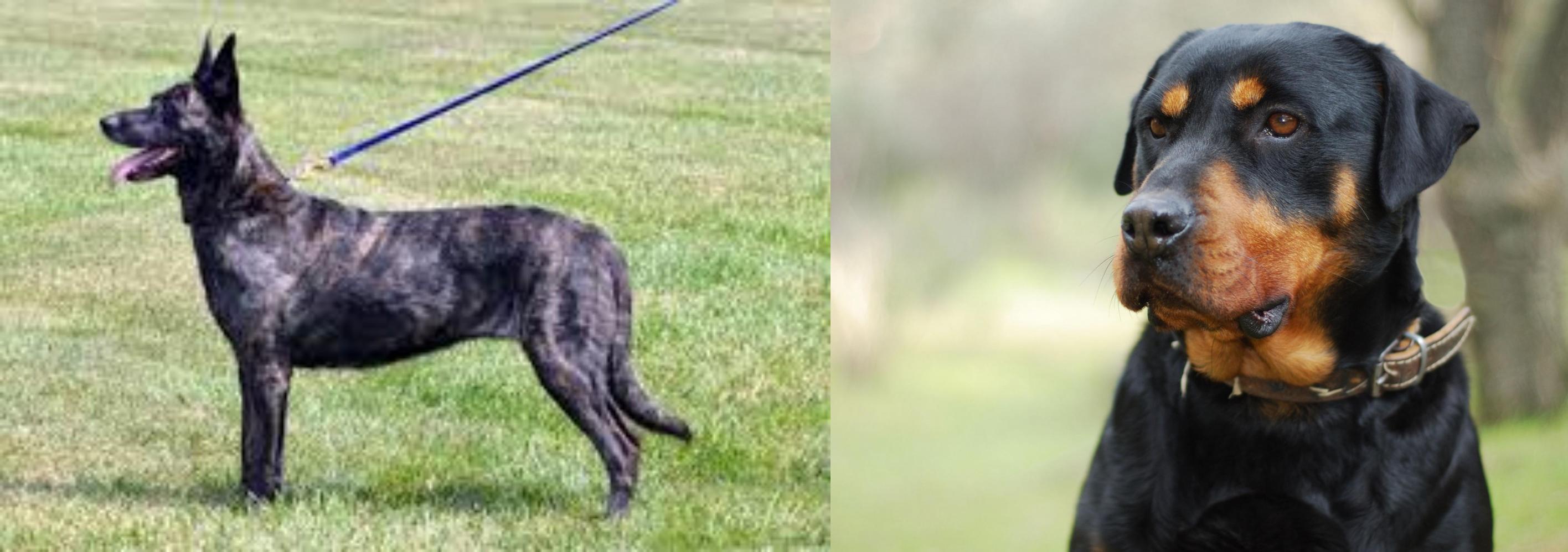 Dutch Shepherd vs Rottweiler - Breed Comparison | MyDogBreeds