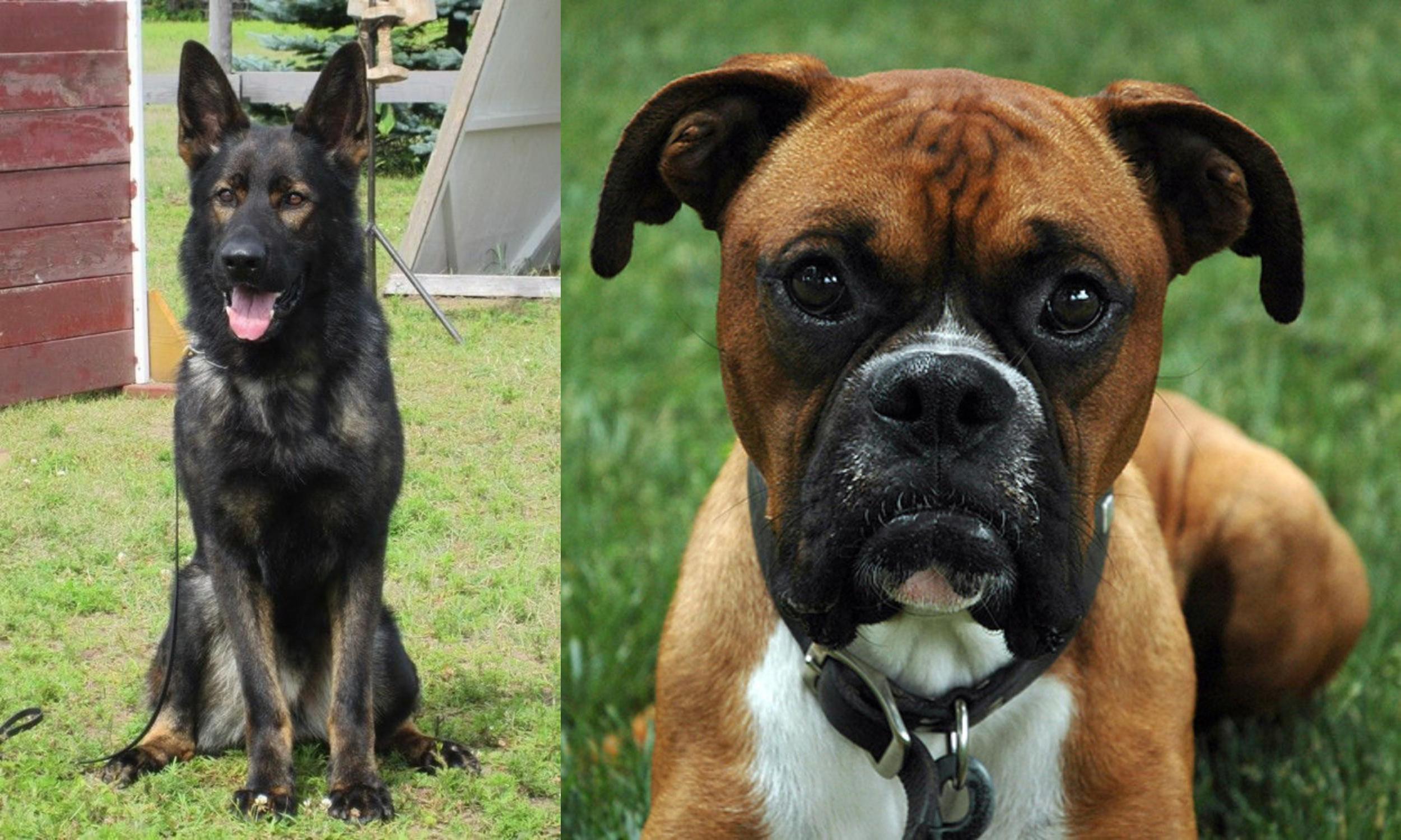 East German Shepherd vs Boxer - Breed Comparison | MyDogBreeds